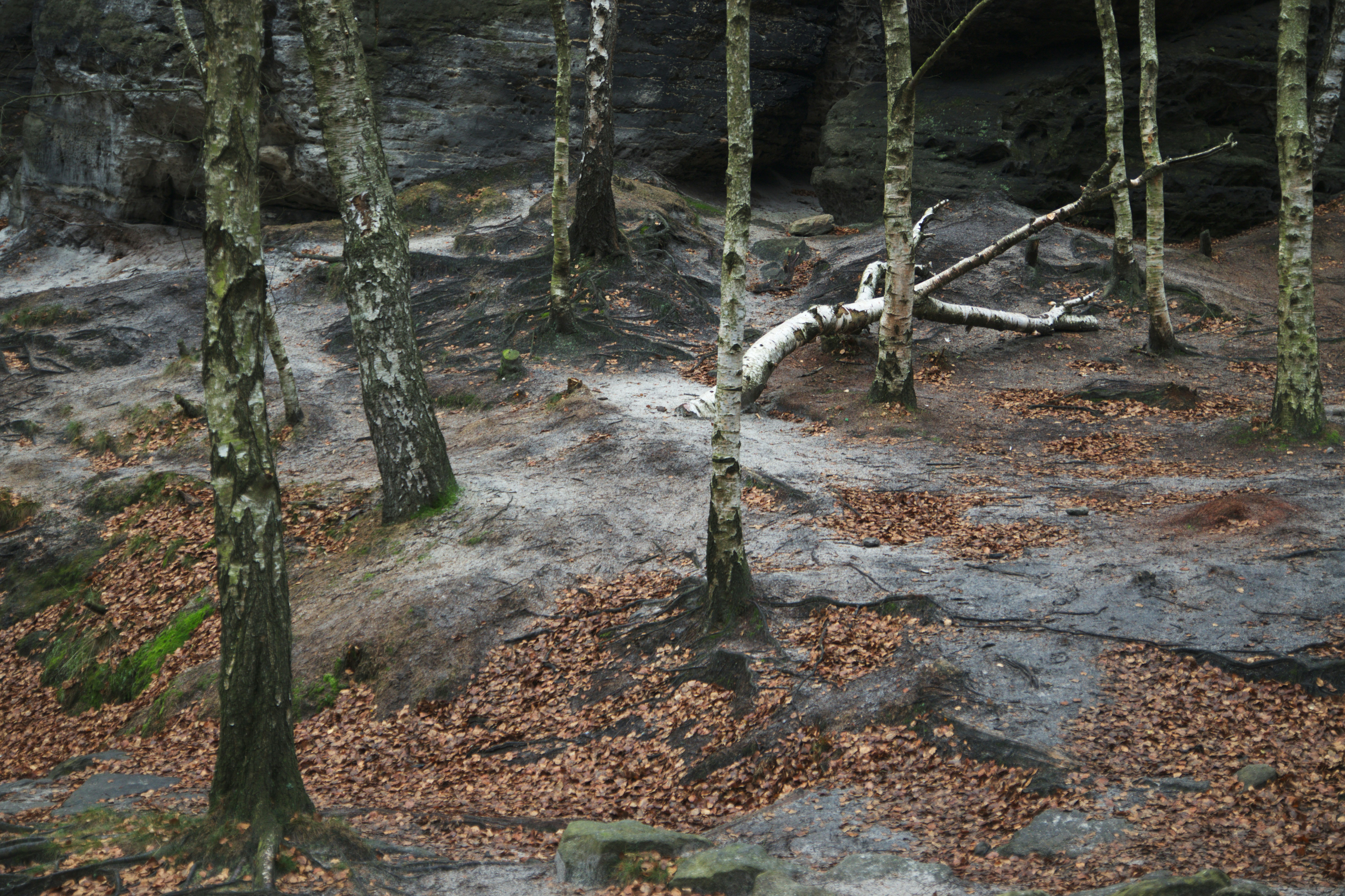 Pale log threads through a mossy forest floor beneath a shadowed rock alcove