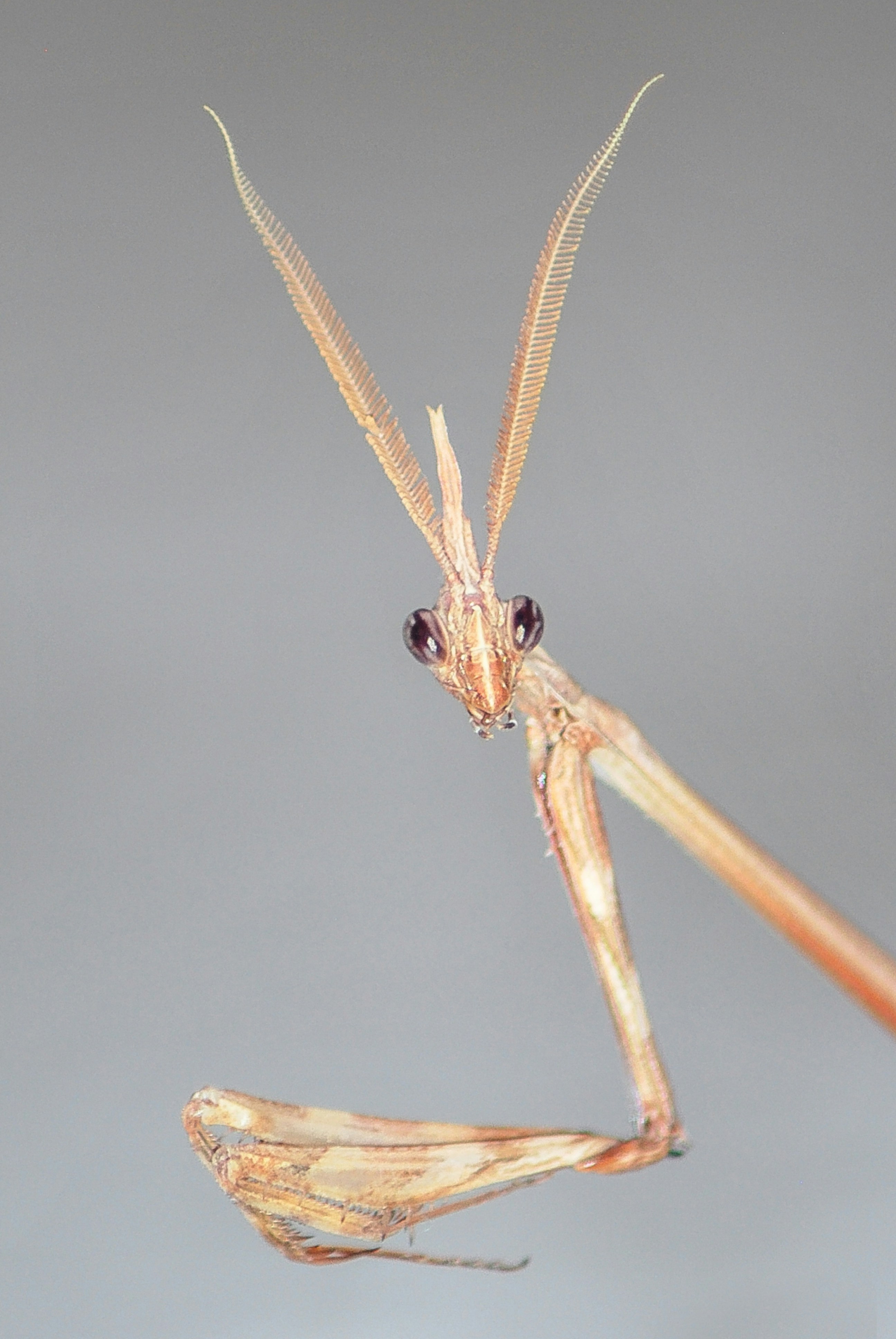 A close up of a bug photo – Free Mantis Image on Unsplash