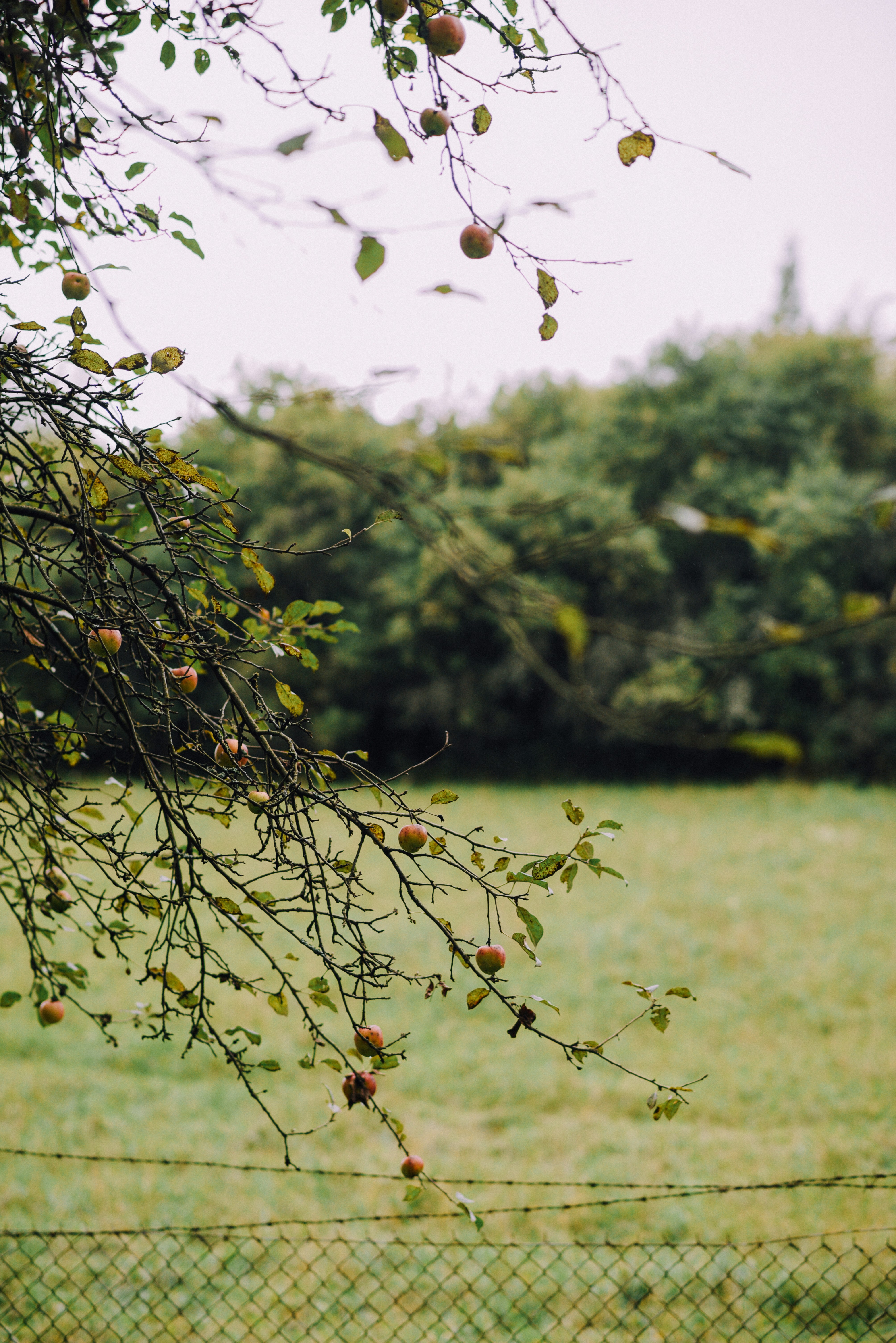 Un arbre avec des fruits qui poussent dessus photo – Photo Esthétique d ...