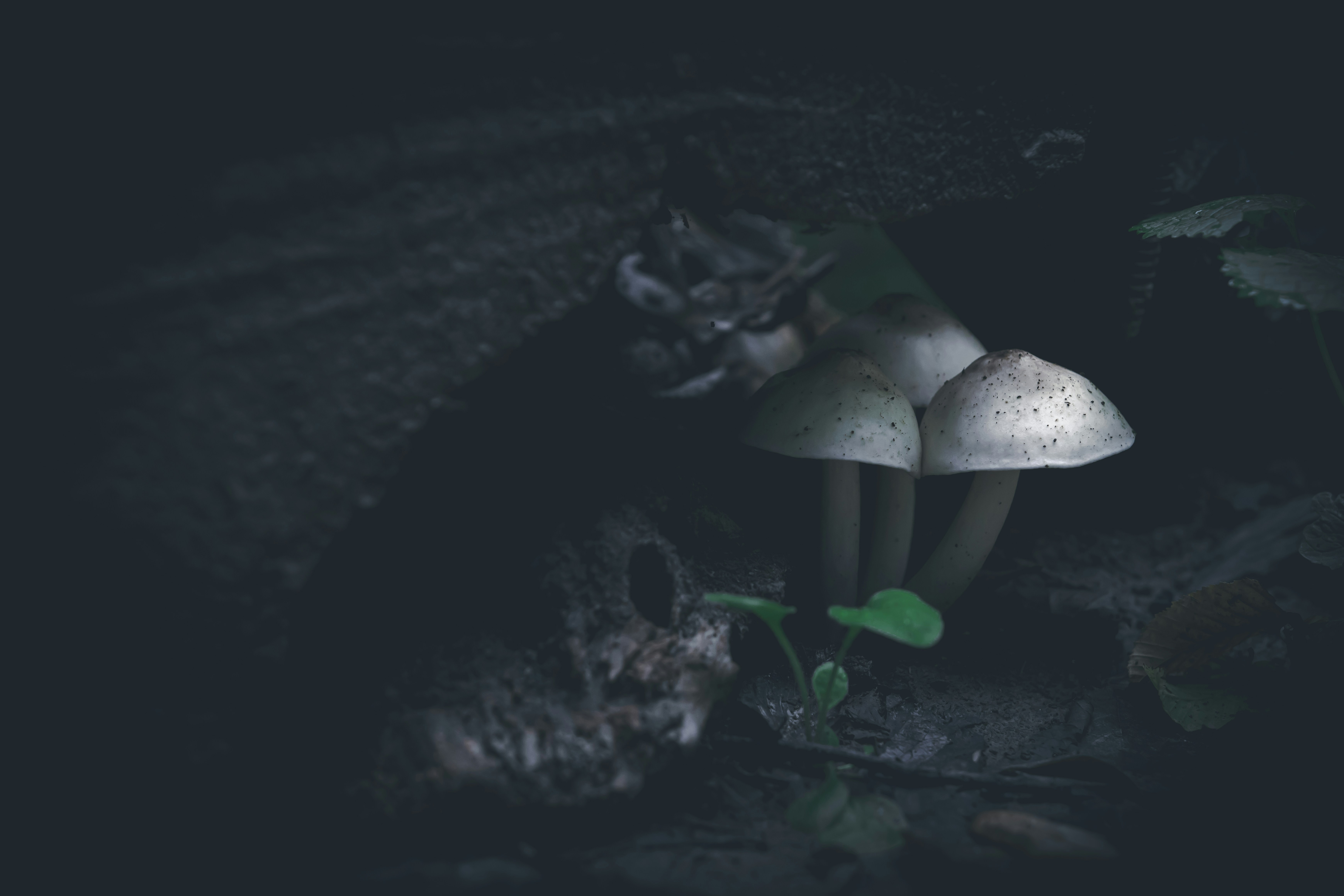 Mushroom Lantern in a Shadowed Hollow