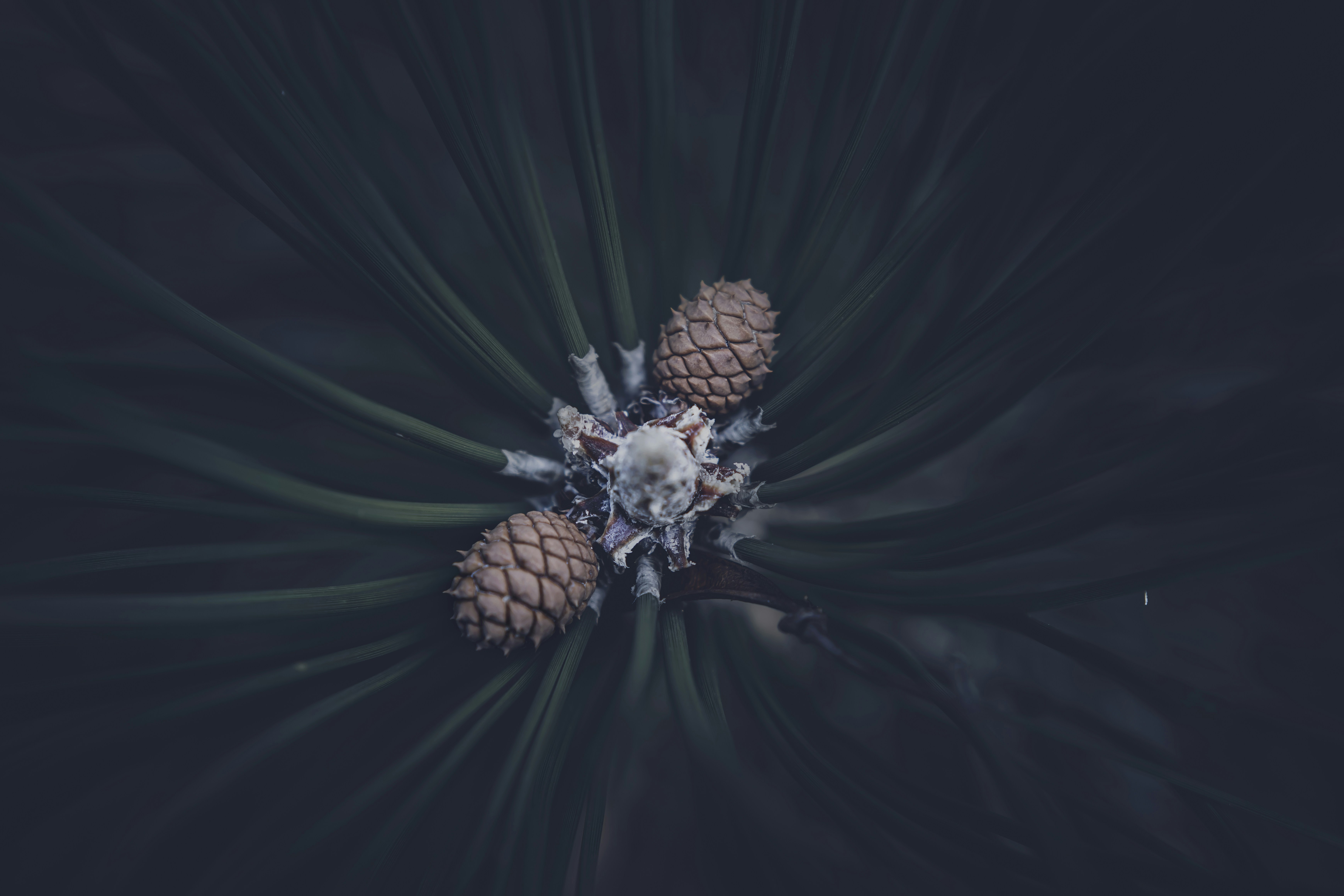 Pine Cone Nucleus in a Midnight Green Spiral