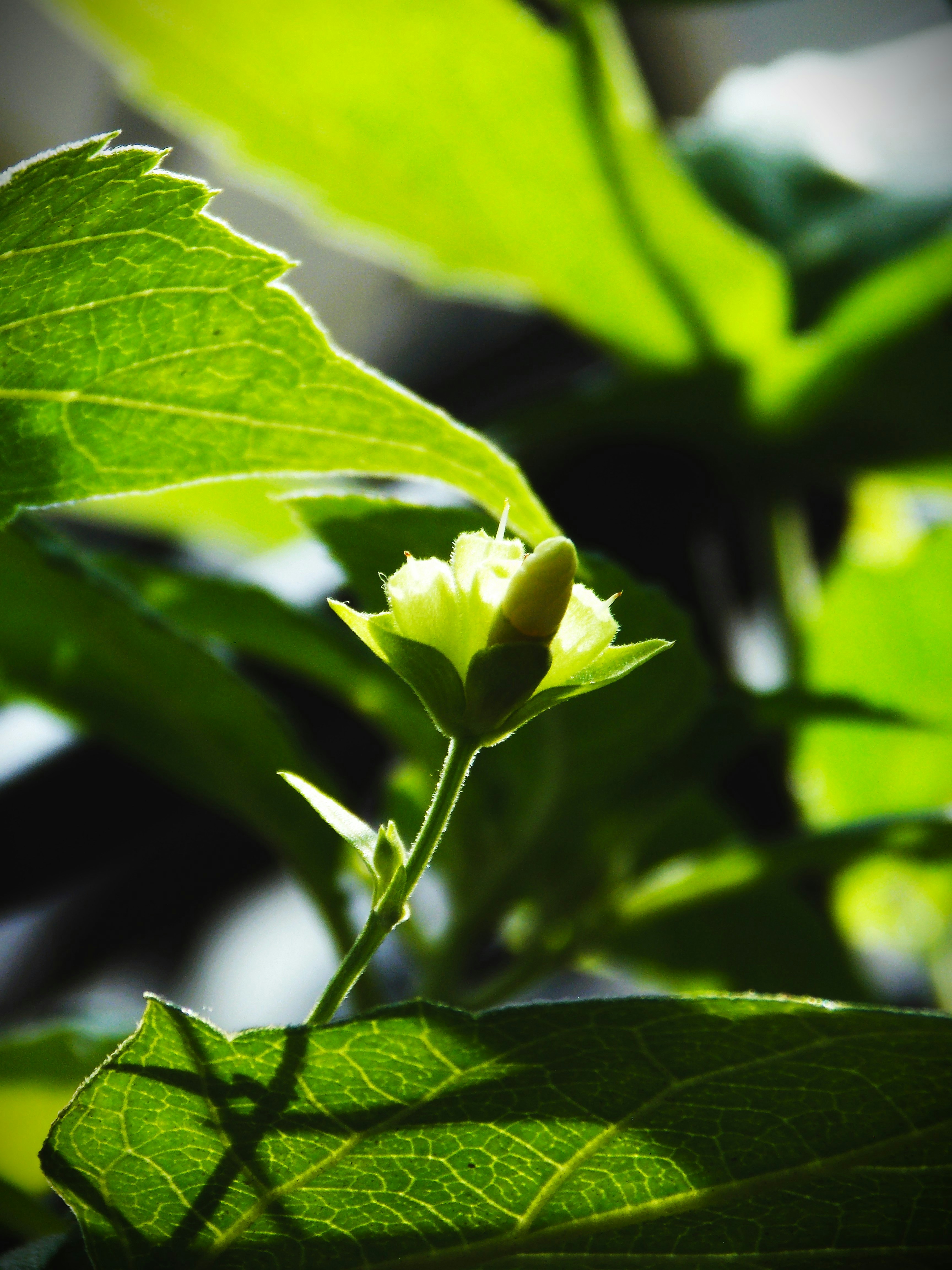 Macro photograph of a lime-green bud illuminated by sunlight, framed by veined leaves. The shallow depth of field keeps the bud in sharp focus against a softly blurred background.
