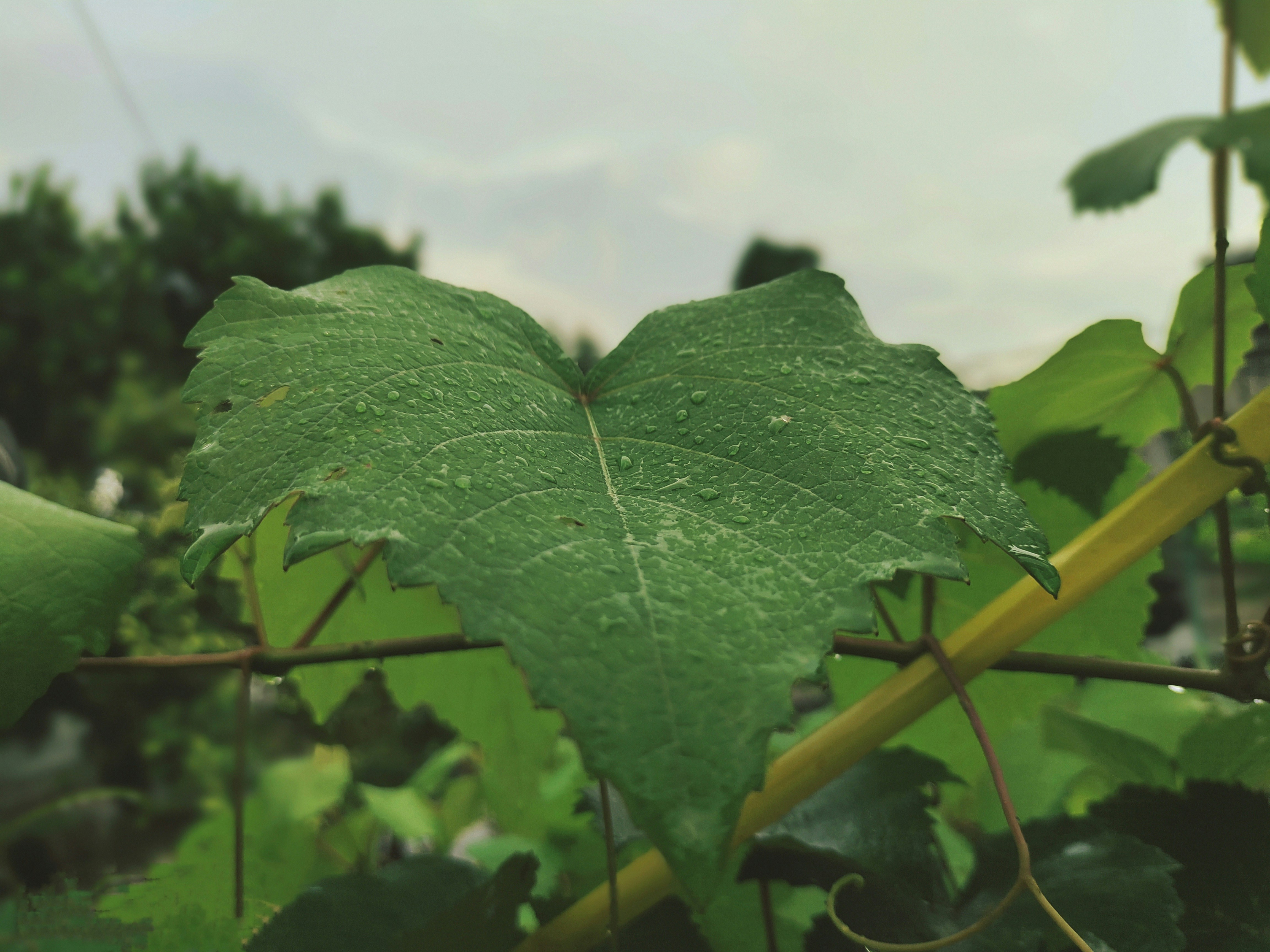 Macro photo of a heart-shaped leaf with dew on its surface, foreground in sharp focus with a soft green background.