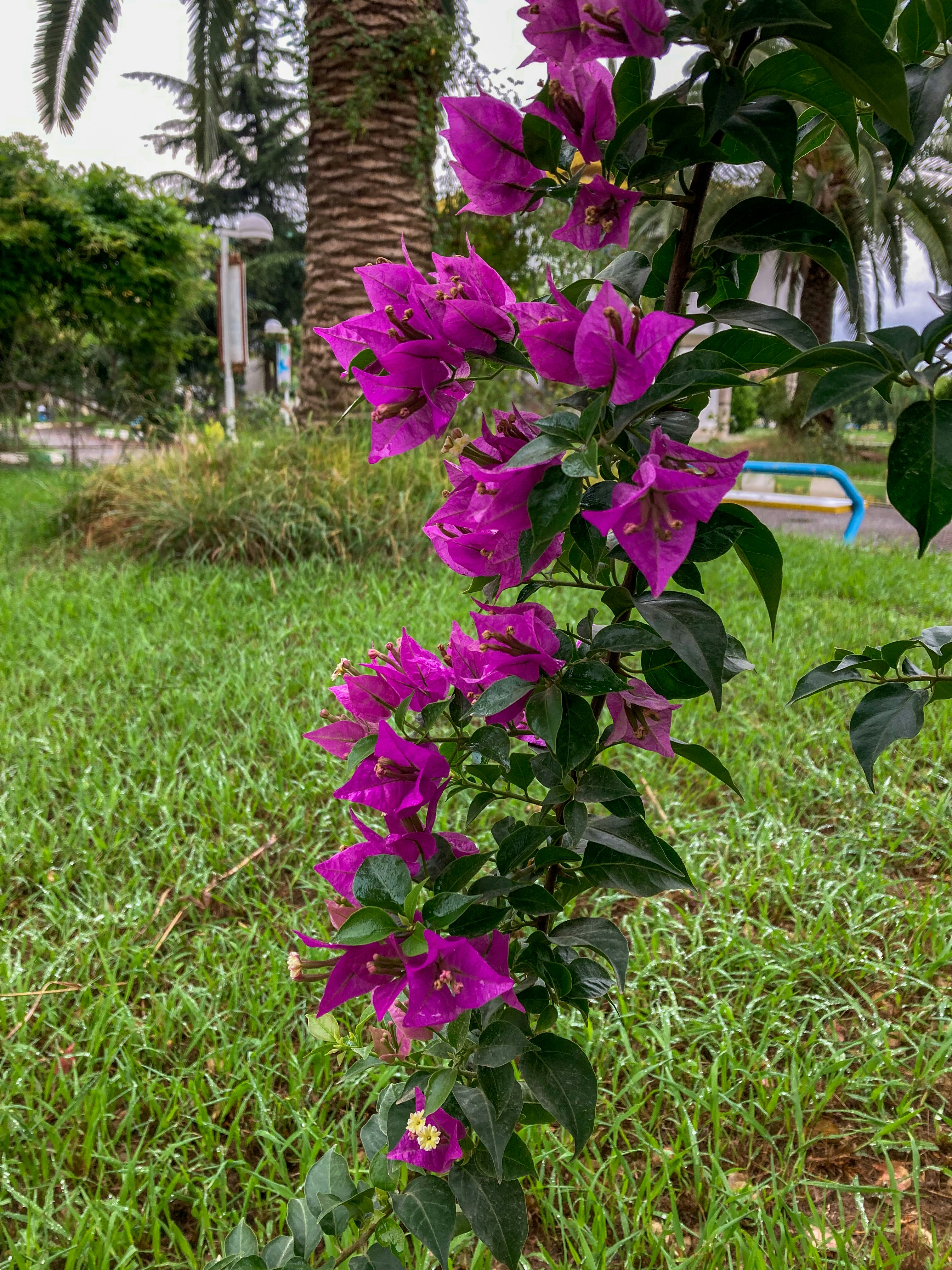Magenta Bougainvillea Climbing a Sunlit Park Path