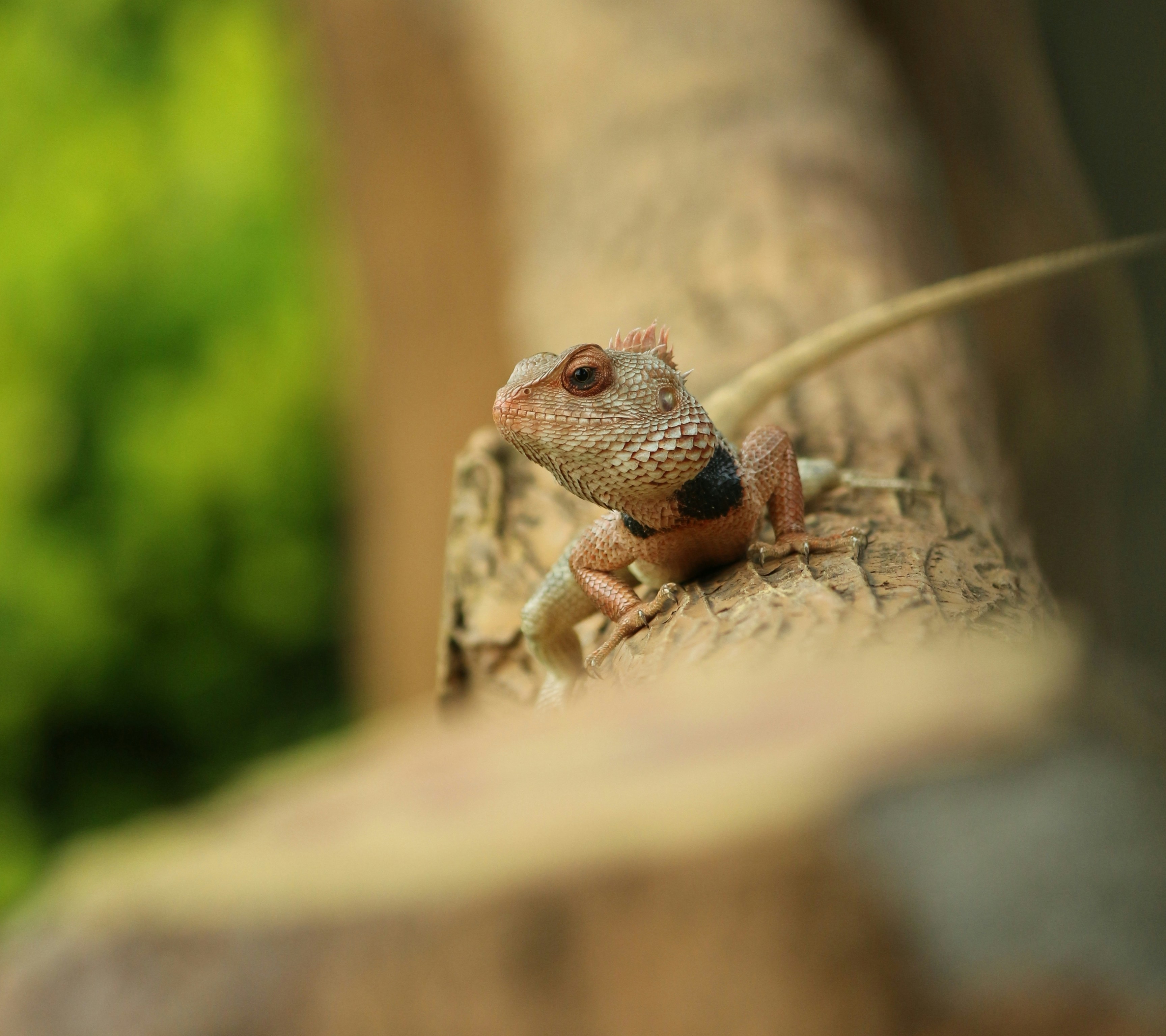 Bearded Dragonlet on Weathered Rail: A Quiet Moment in Wood and Green