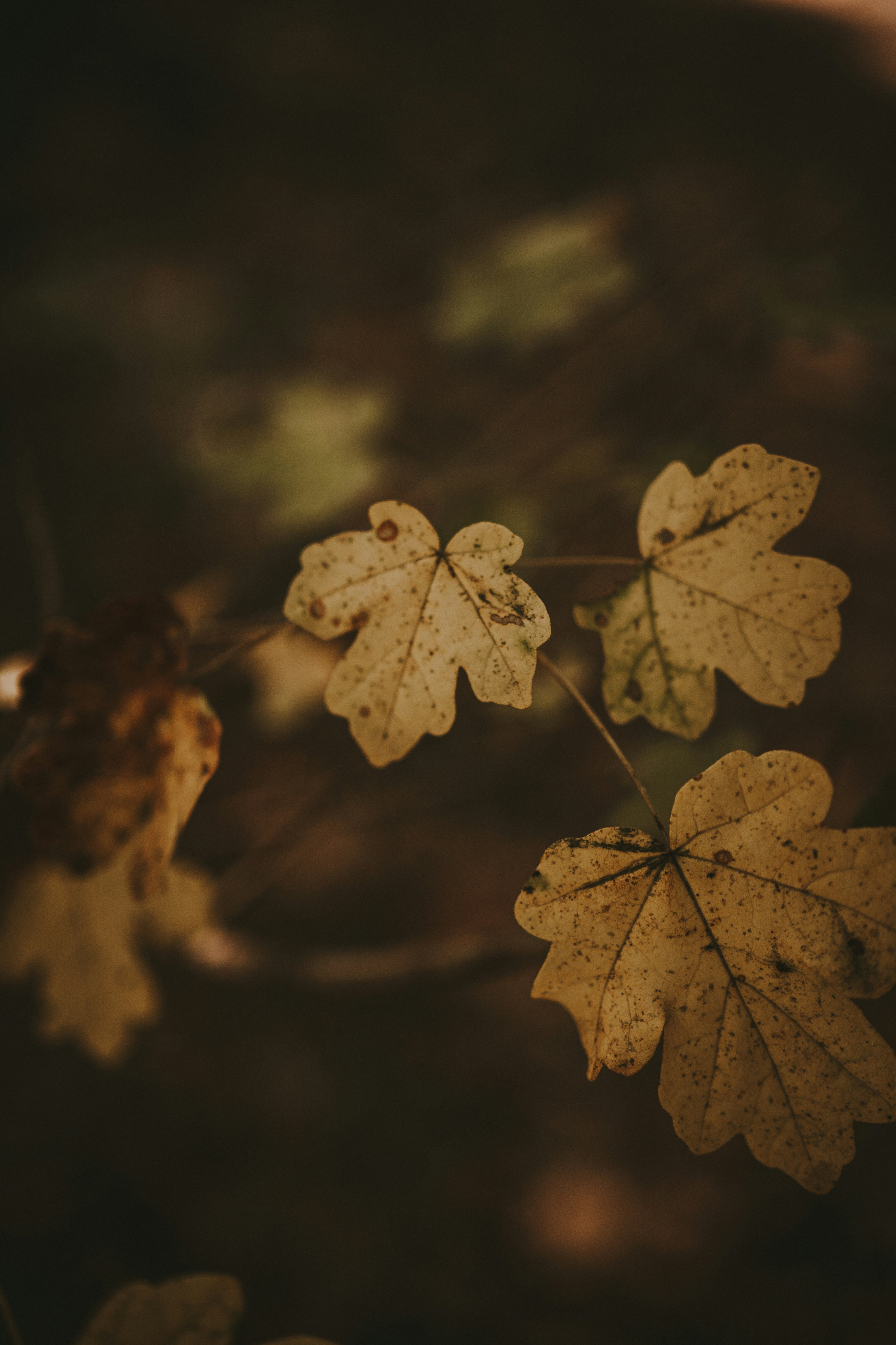 Whispered Autumn: Close-Up Maple Leaves in Dim Light