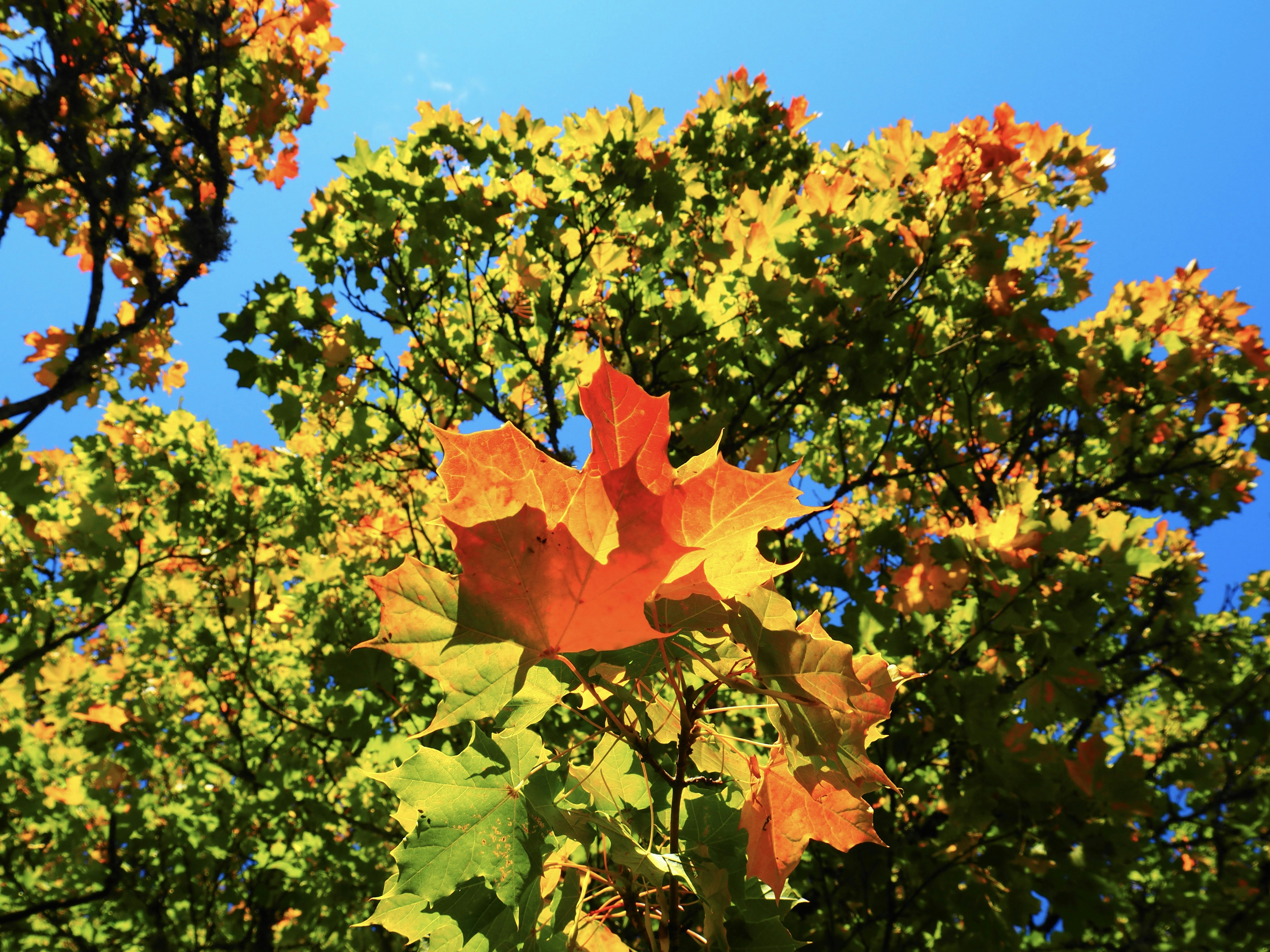 Crimson Maple Leaf Rising Through Emerald Canopy Under a Sapphire Sky