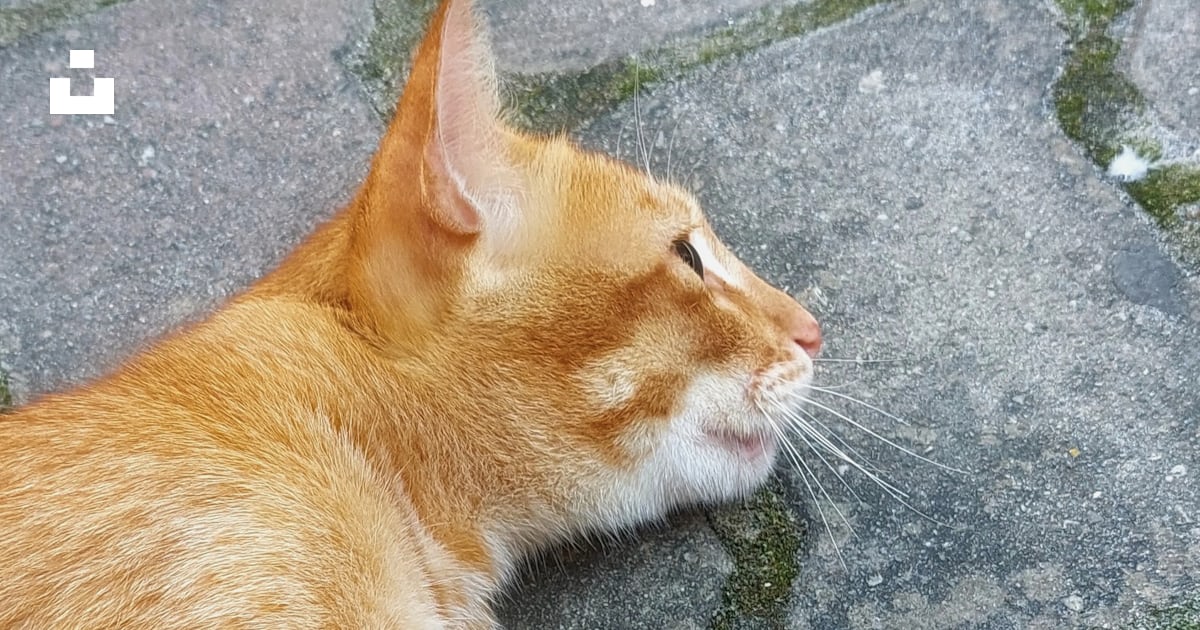 돌 표면에 누워있는 고양이 사진 Unsplash의 무료 고양이 이미지