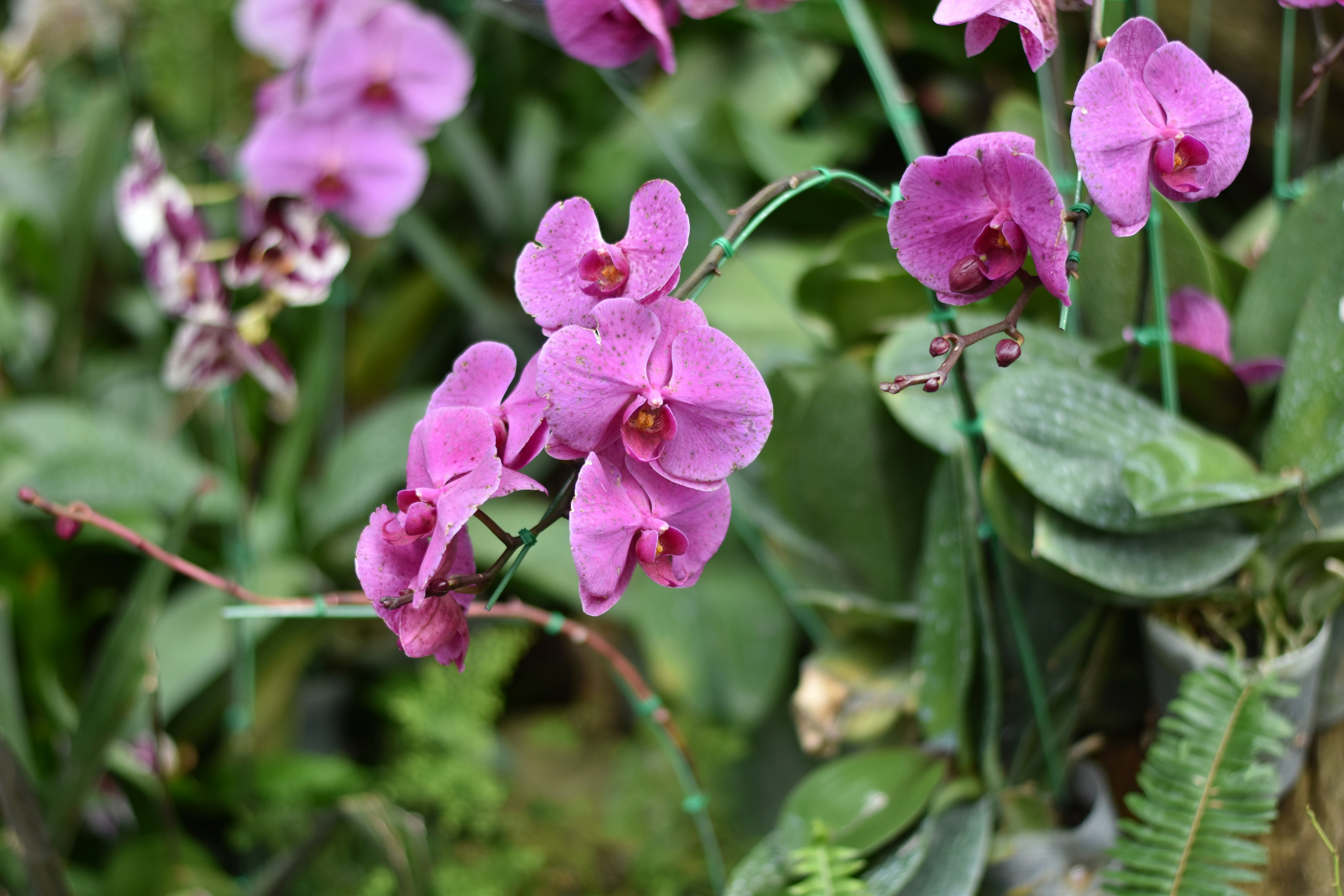 Magenta Orchids Threading Through Emerald Foliage