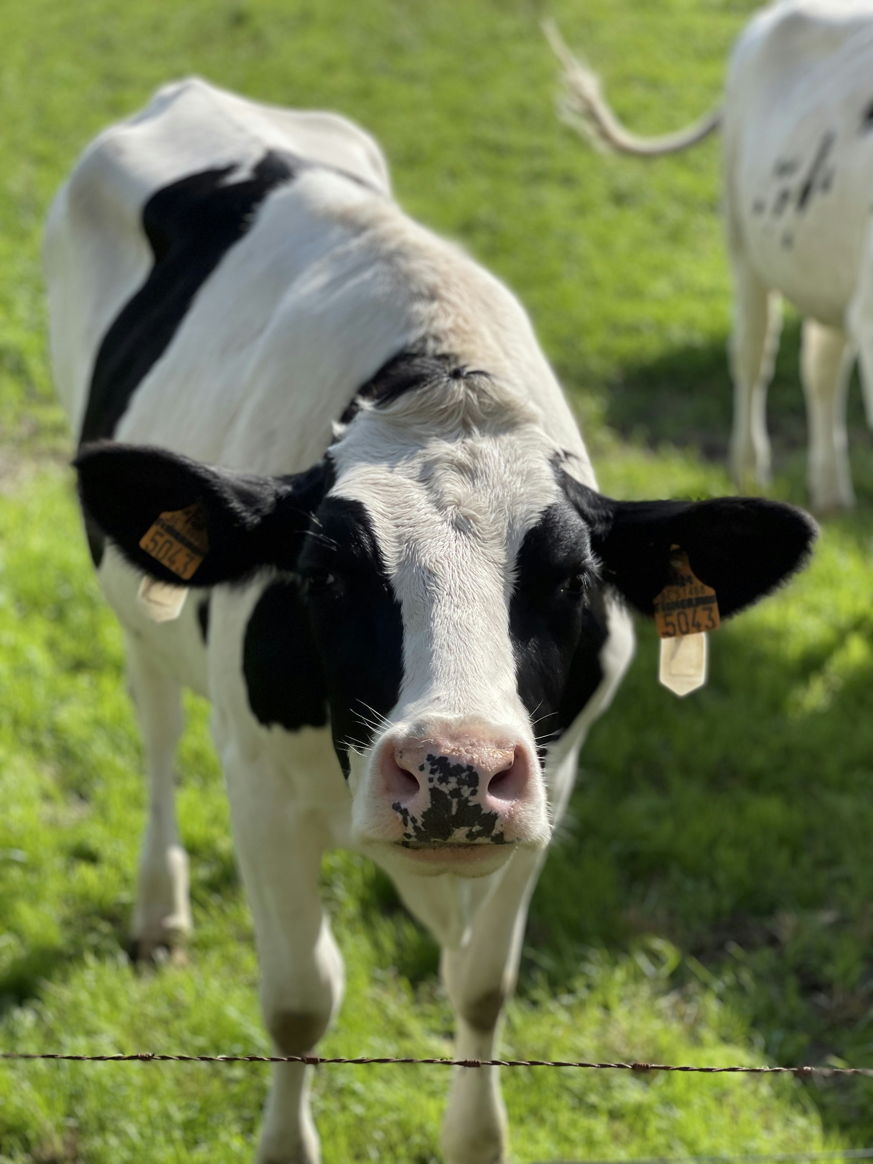 Holstein Portrait: Sunlit Gaze in a Green Pasture