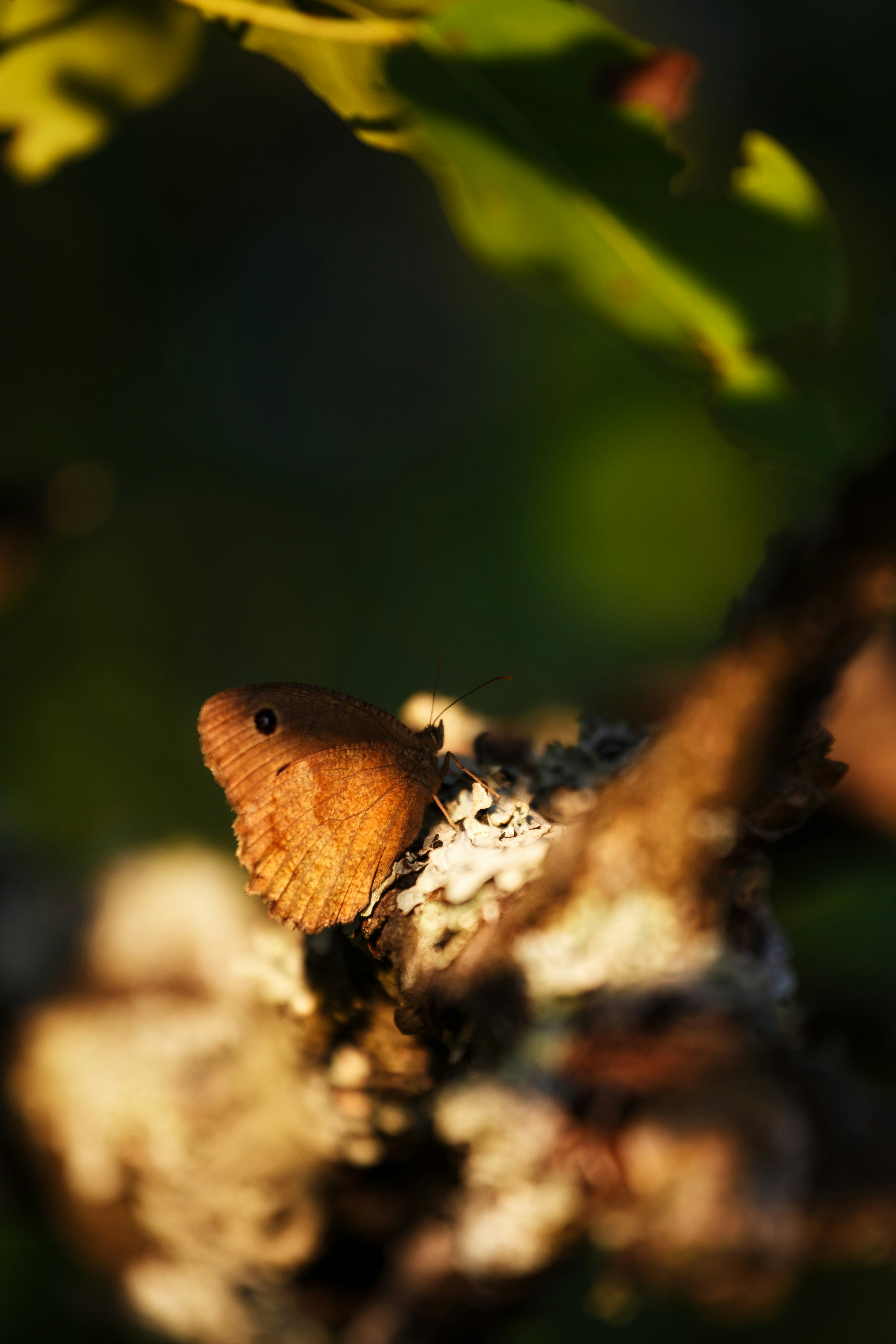 Feel free to use my images, but please credit me when you use them.