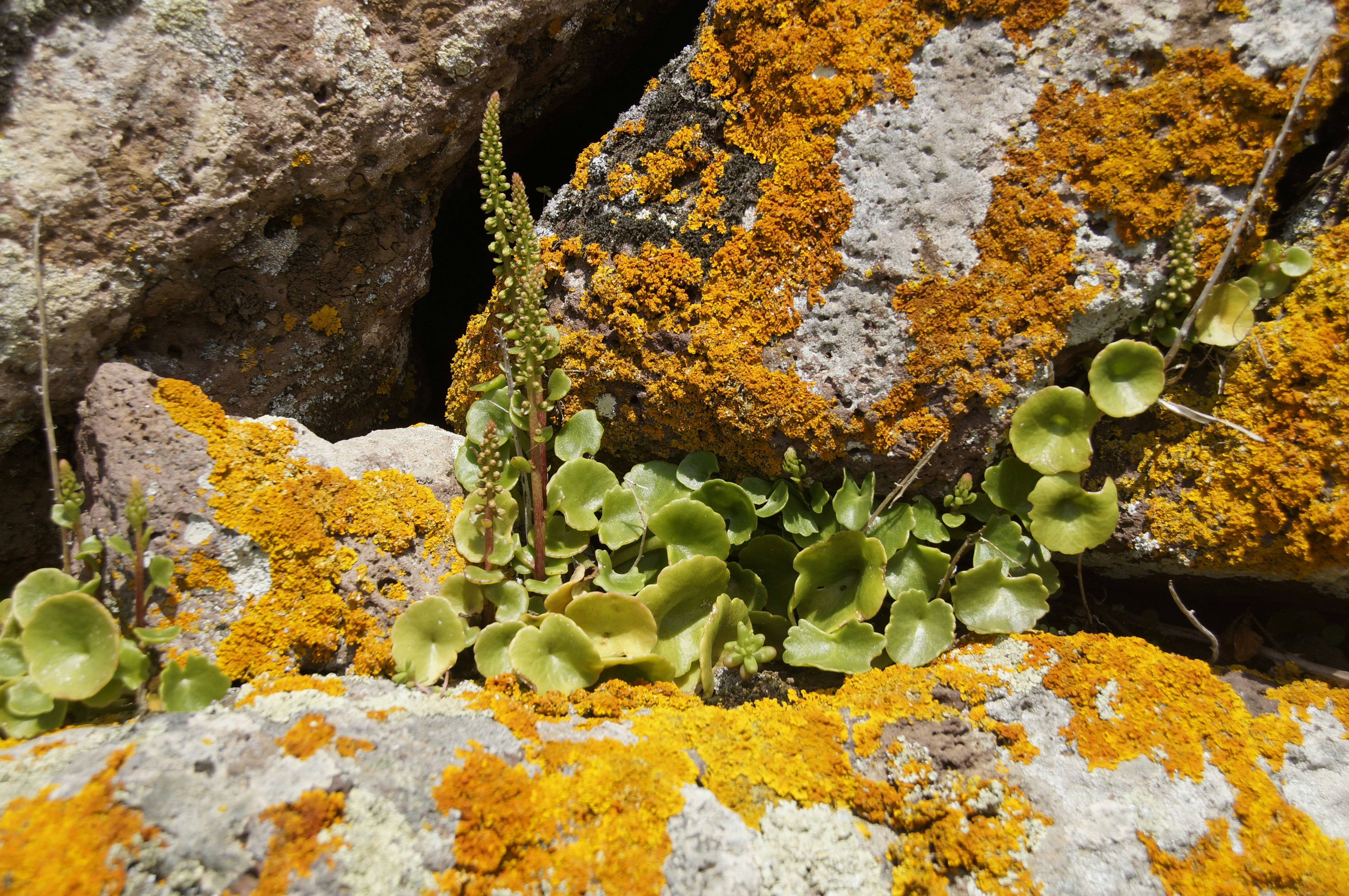Vibrant green leaves and yellow-orange lichen thrive among rugged stones, showcasing the intricate relationship between flora and rock. 