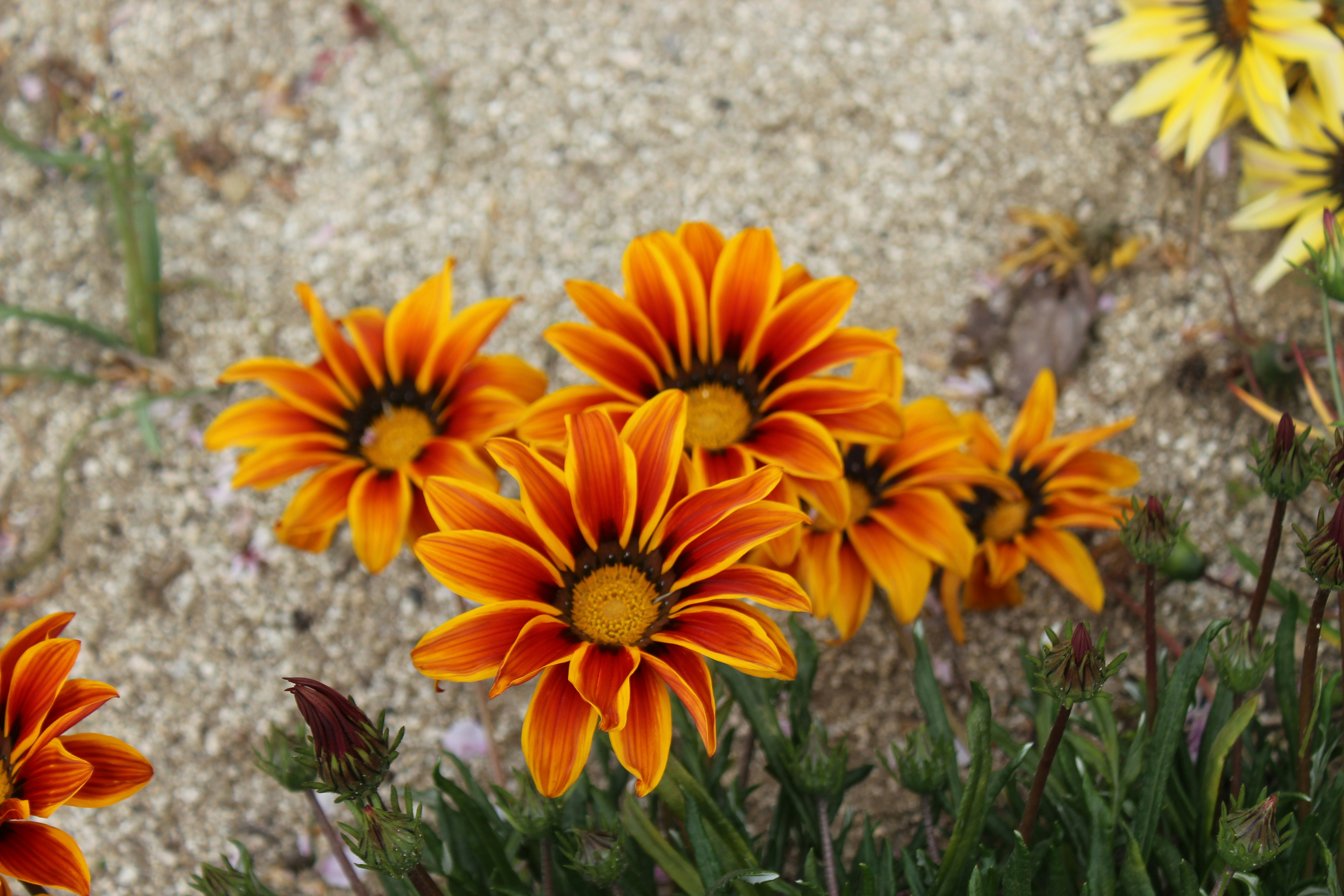 a group of orange flowers