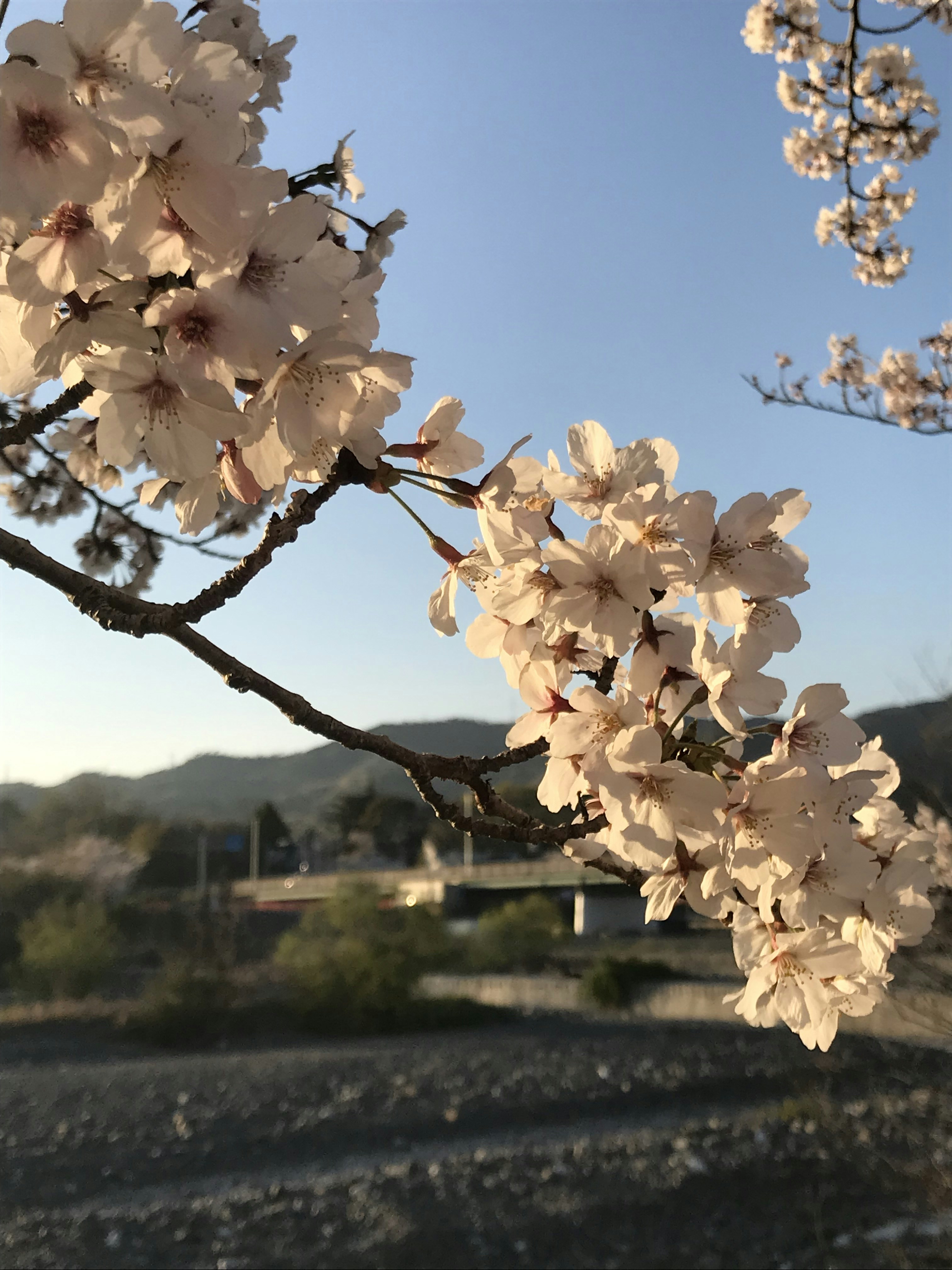 a tree with white flowers
