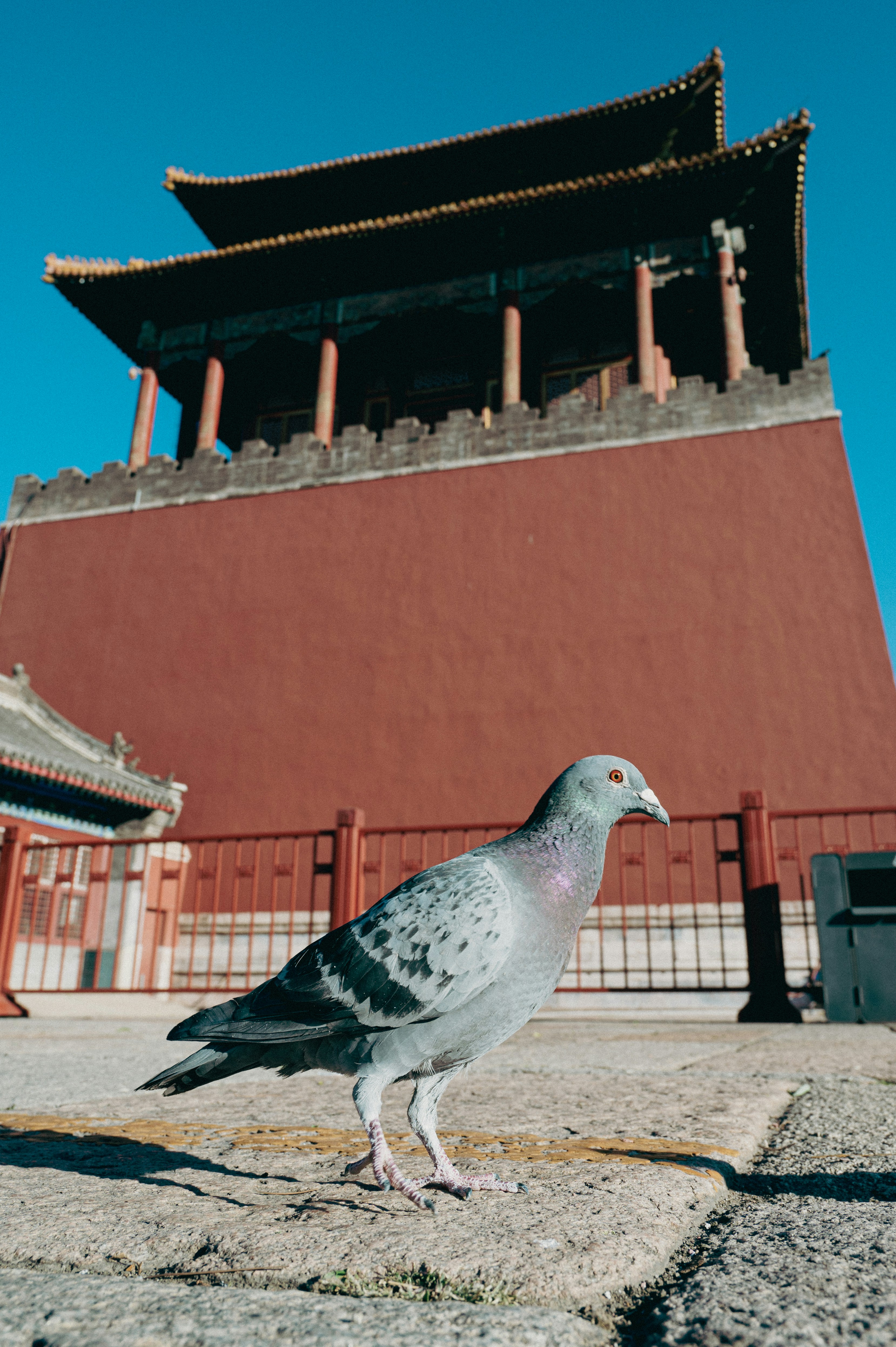 the Palace Museum