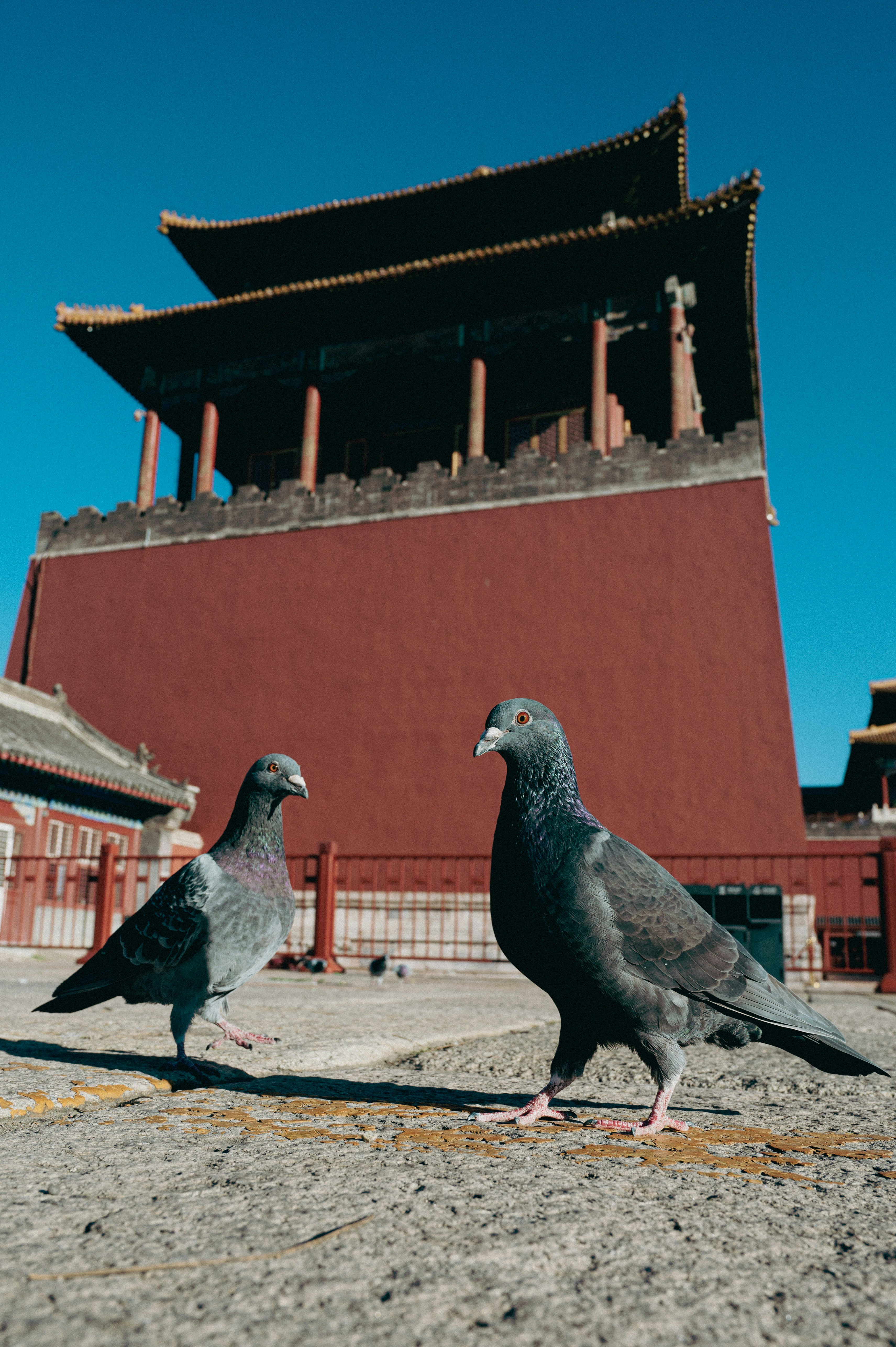 Pigeons by the Gate: Quiet Convergence in Front of a Red-Walled Imperial Entrance