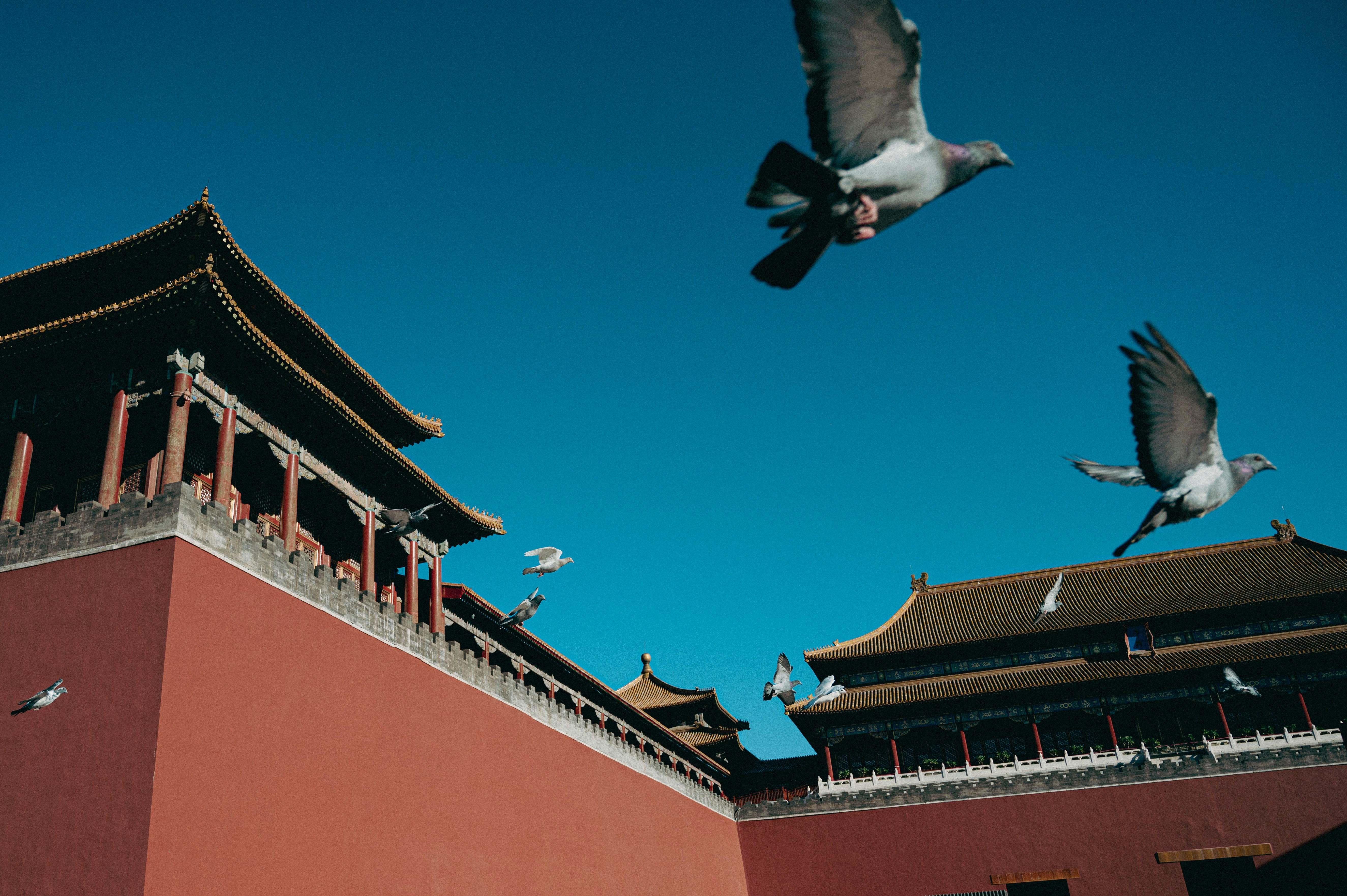 Chinese Birds Flying