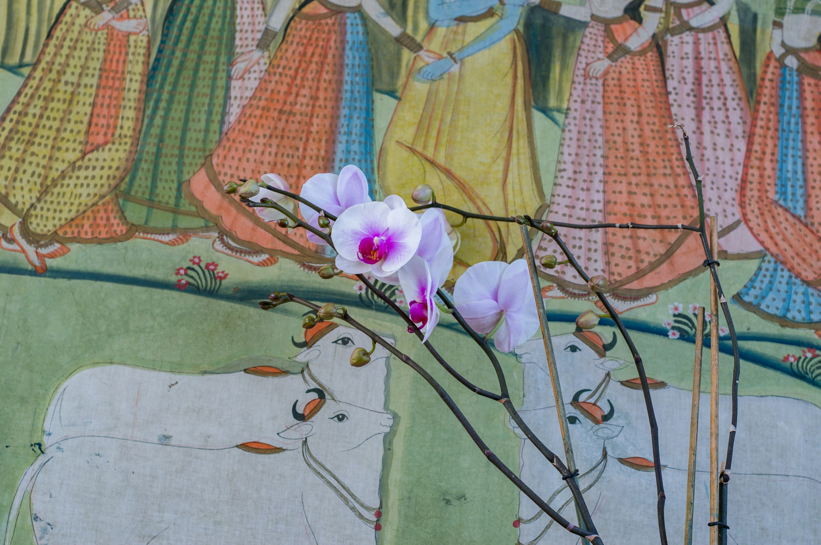 Real orchid bloom sits before a colorful folk-art mural painting depicting dancers and cattle. The composition contrasts a delicate floral foreground with a bold painted backdrop, emphasizing texture and color.