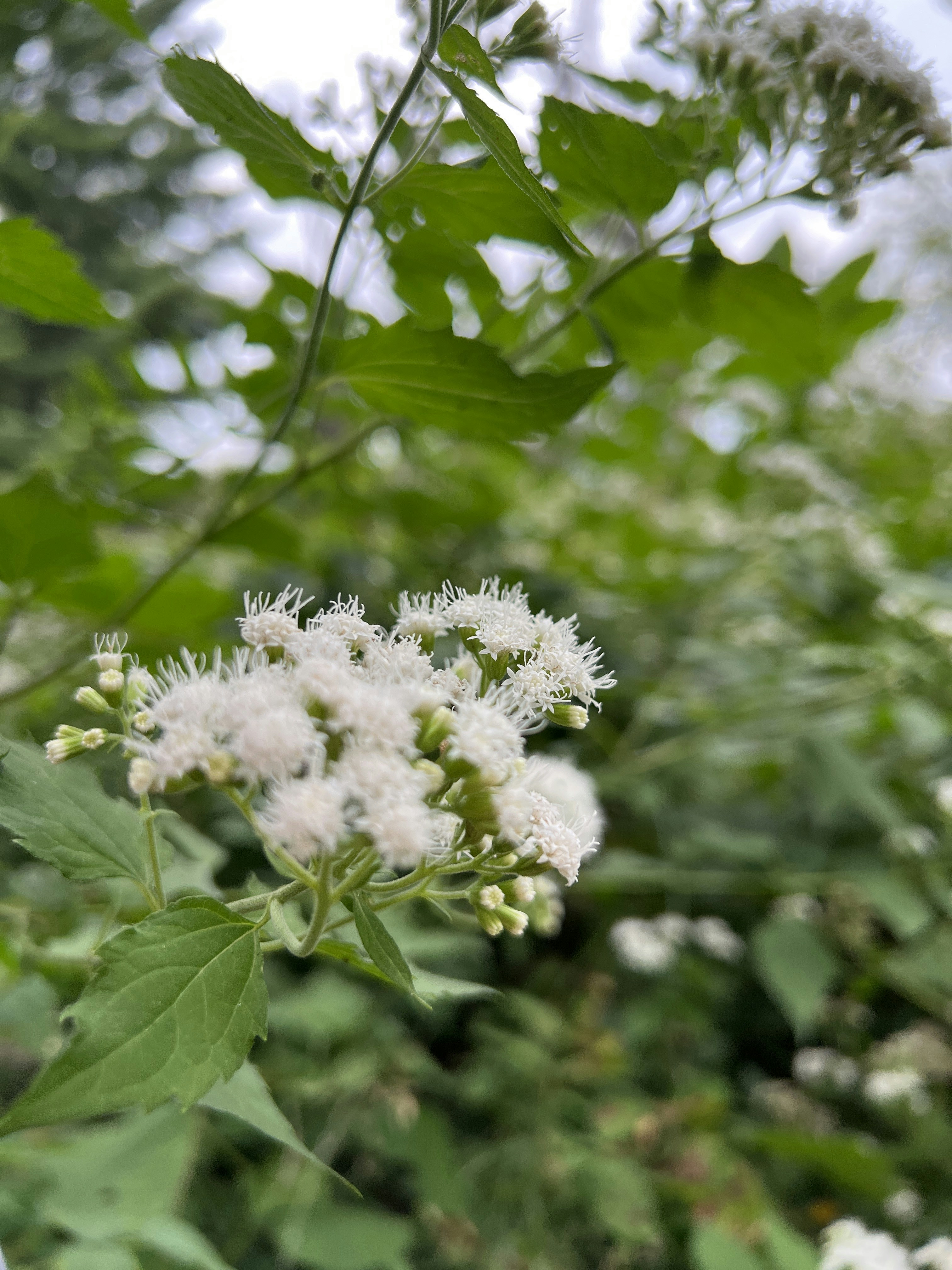 Delicate White Clusters Against a Hushed Green Sea