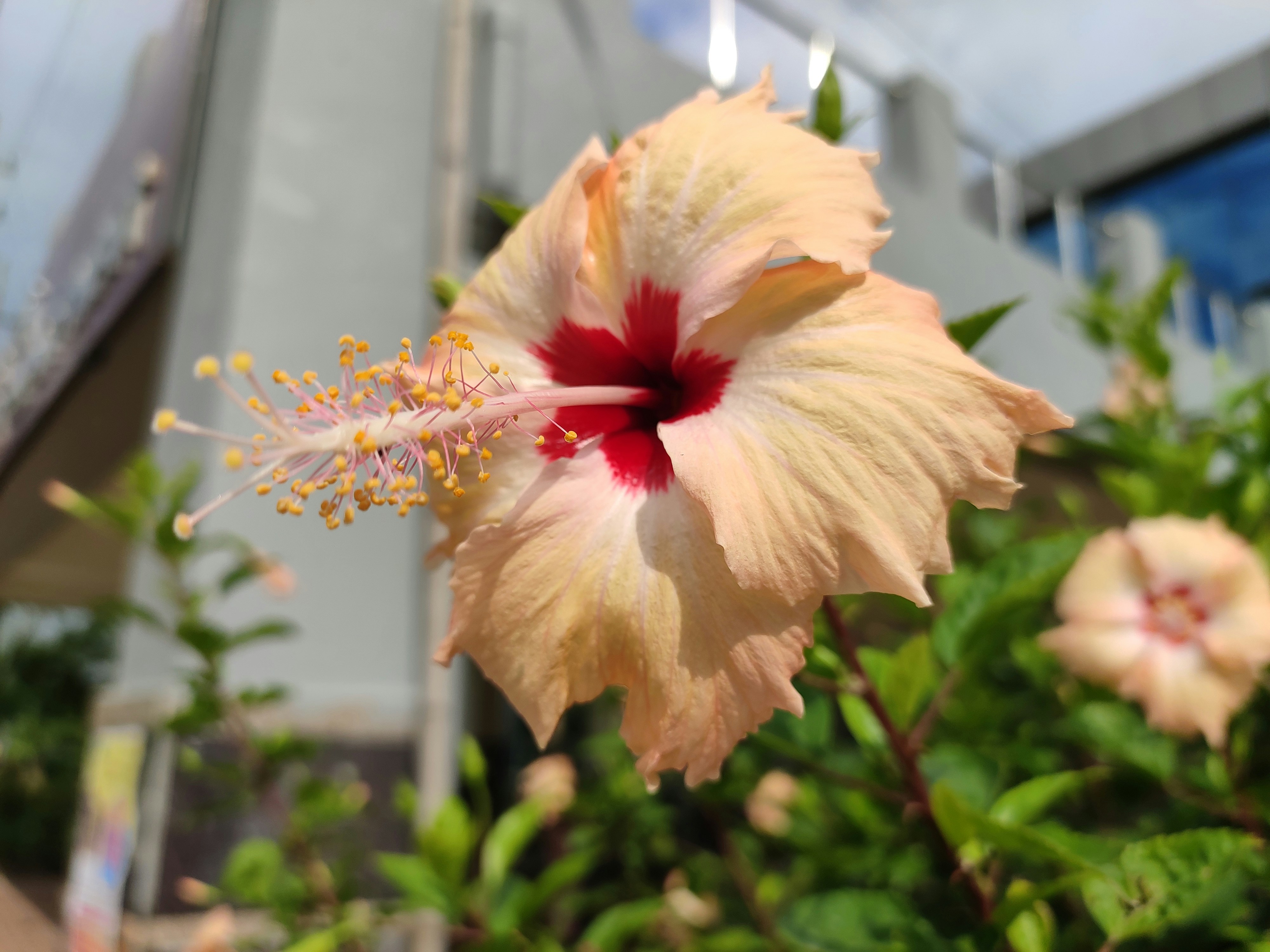 Close-up of a hibiscus flower showcasing delicate petals and vibrant colors amidst lush greenery.