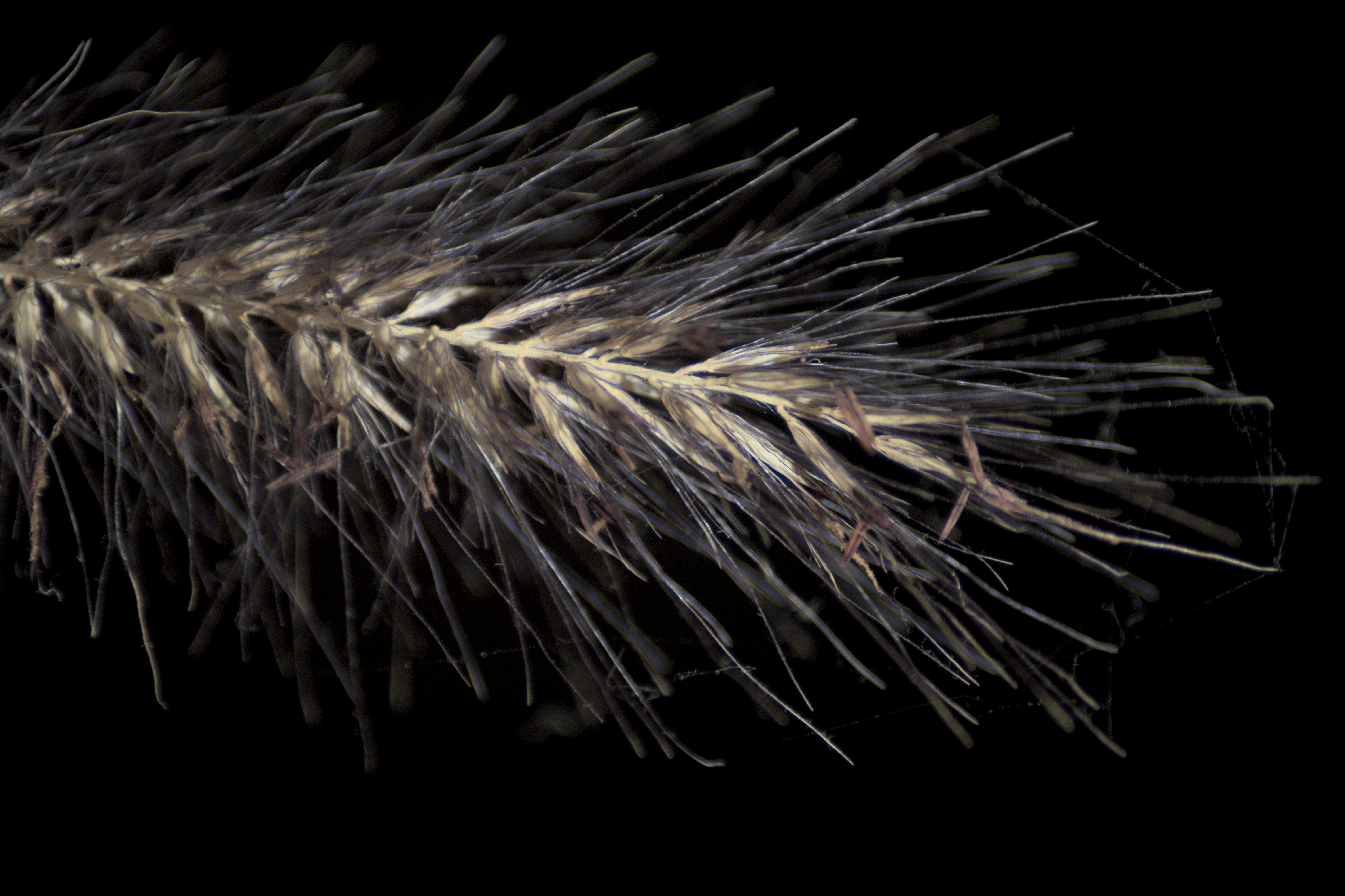 A close up of a spiked object photo – Free Plant Image on Unsplash