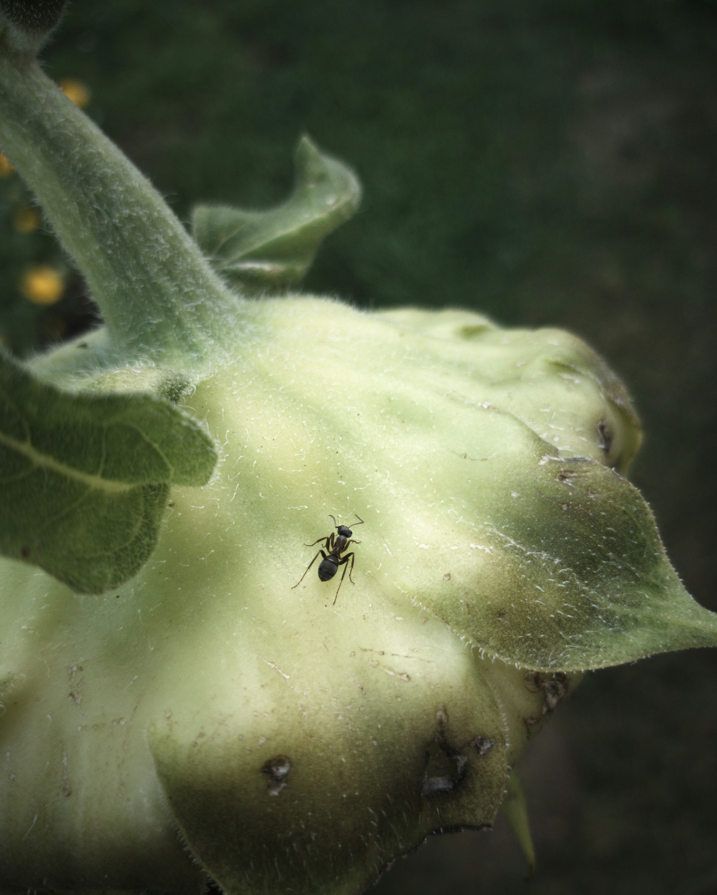 A black ant exploring the surface of a green vegetable, showcasing the intricate details of nature's small inhabitants.