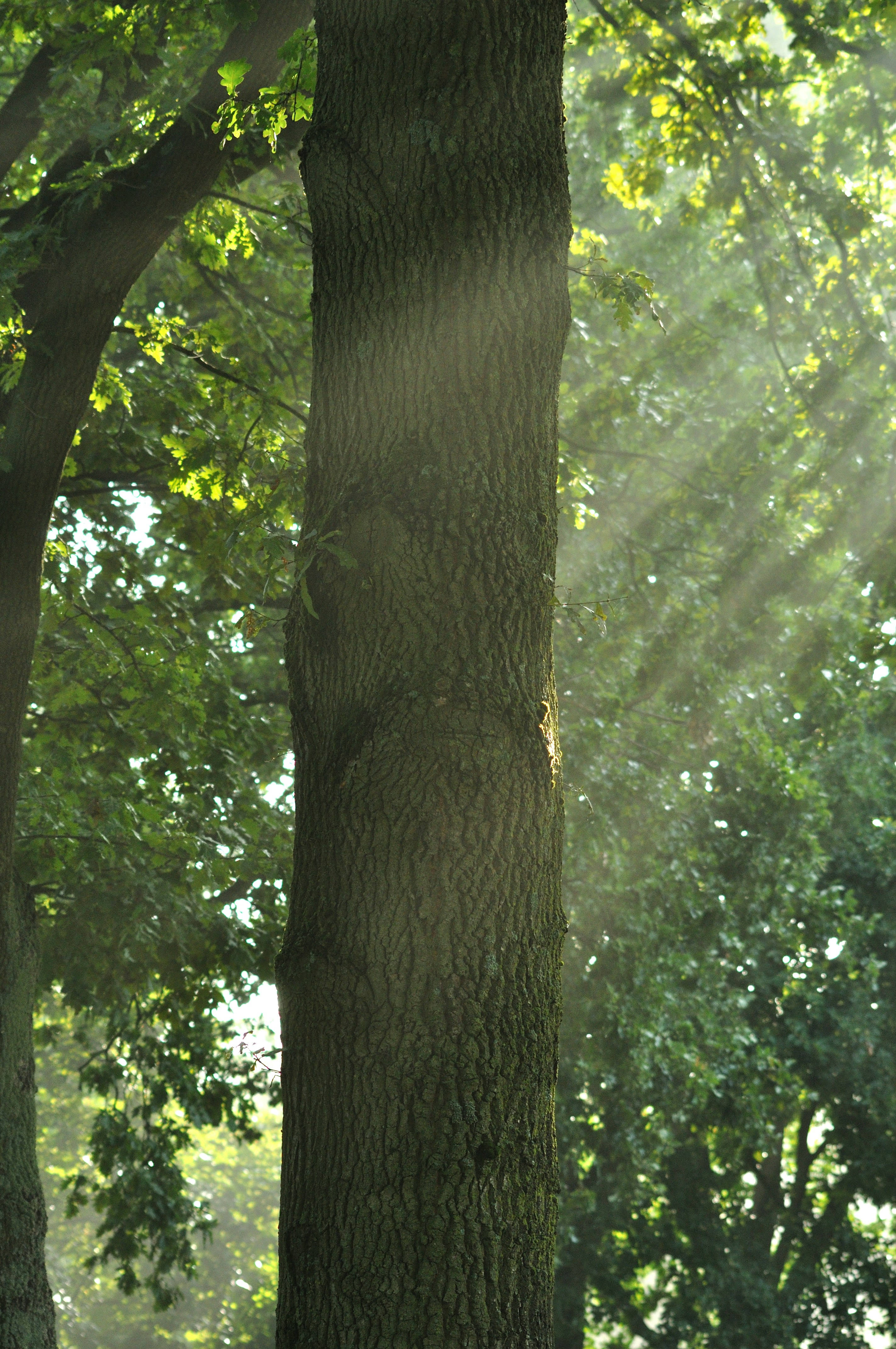 Sunlit Trunk: Quiet Geometry in a Green Cathedral
