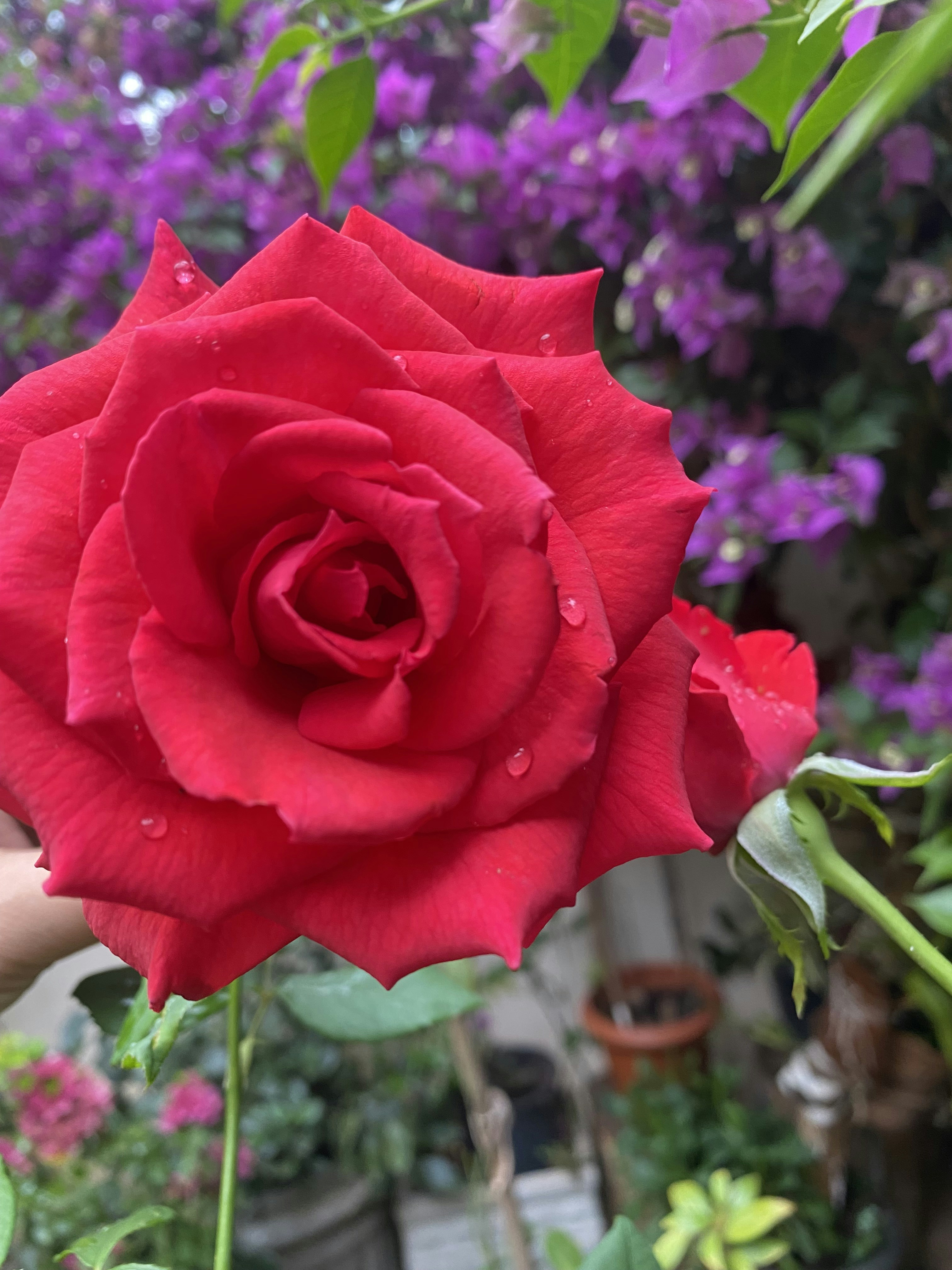 Crimson Bloom in a Garden Frame