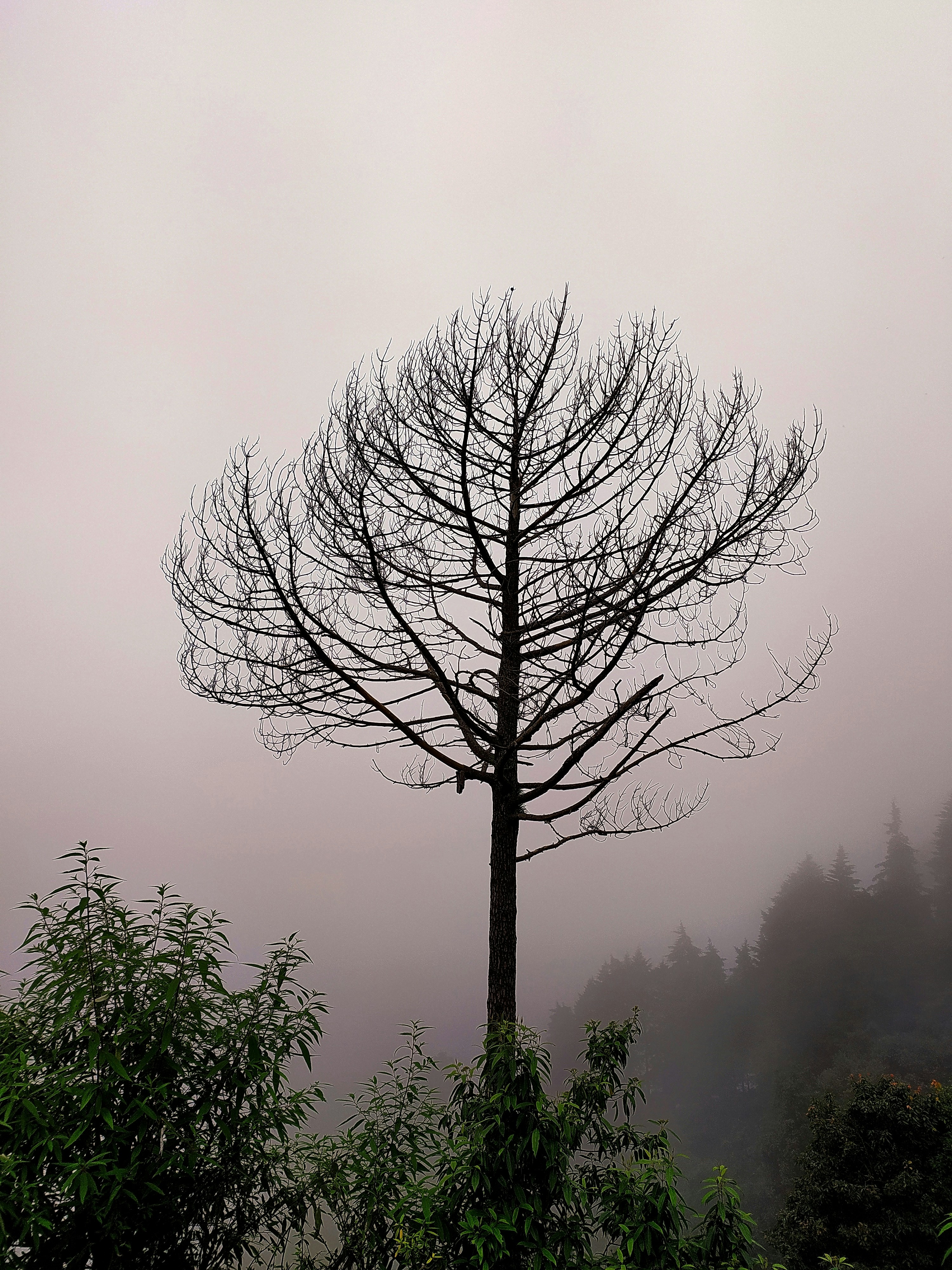 A solitary, leafless tree stands tall against a backdrop of thick fog, surrounded by lush greenery. Its stark silhouette contrasts with the soft, muted colors of the misty landscape.