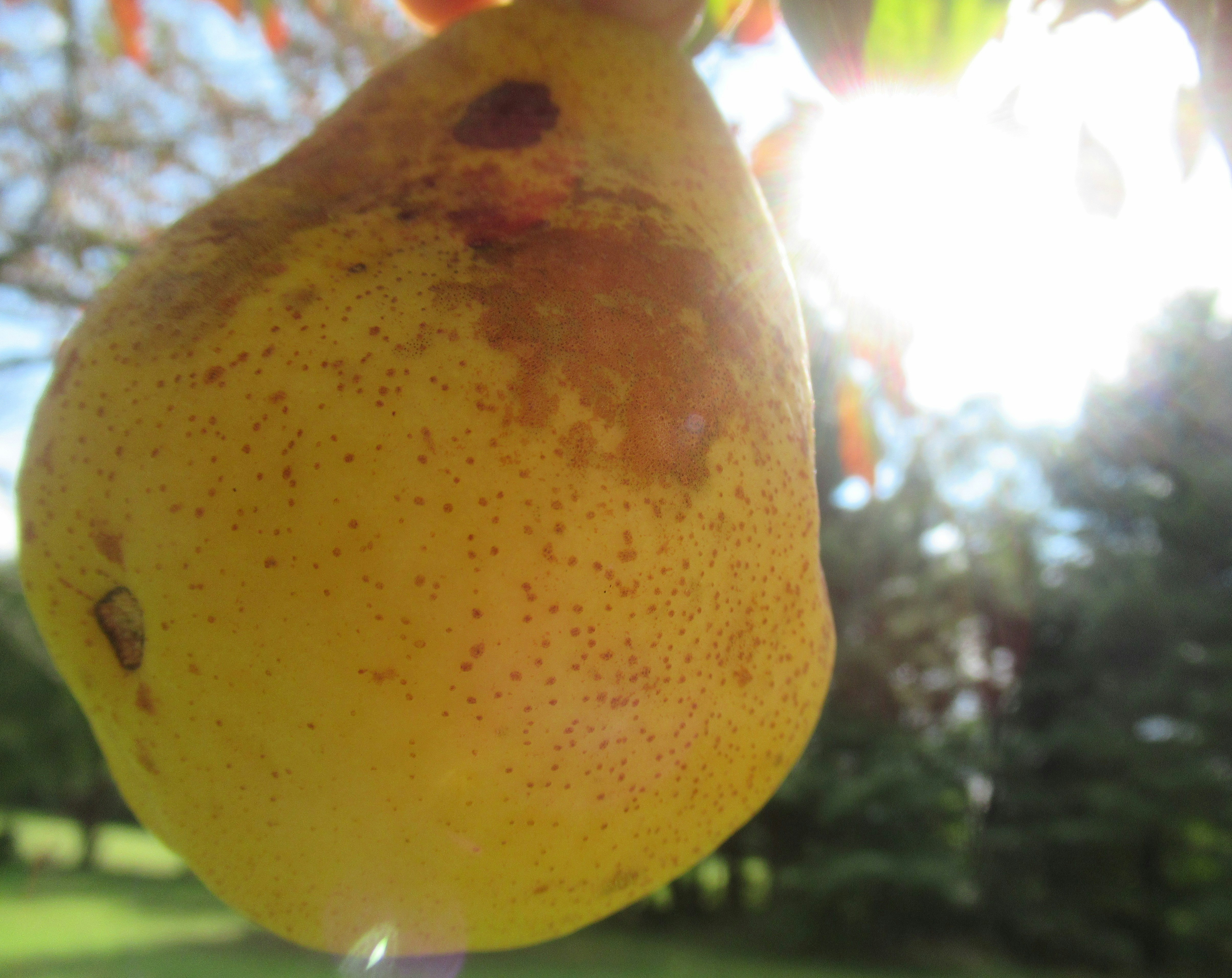 A pear hanging on a pear tree glinting in the sunlight