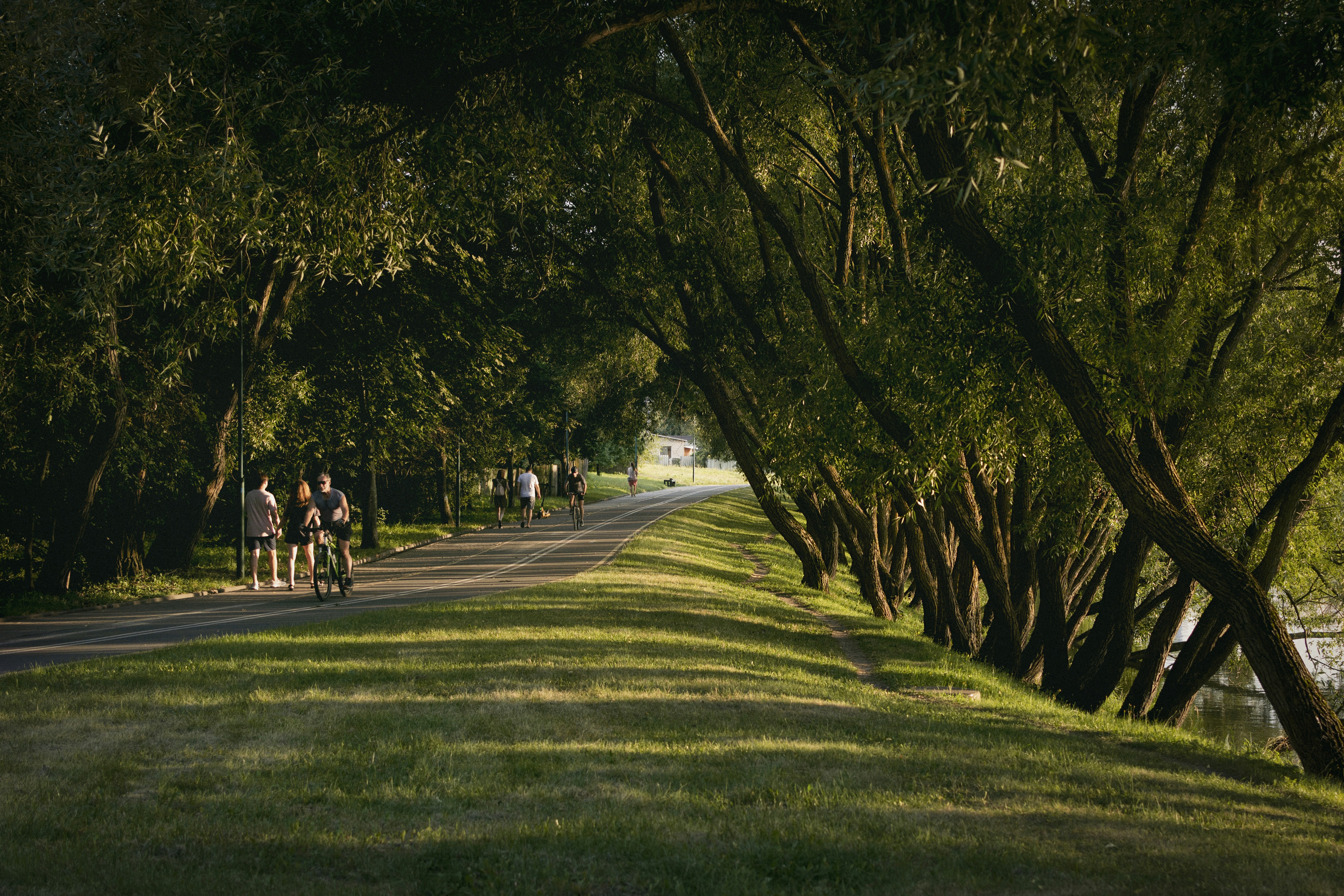 A group of people riding bikes on a path through a park photo – Free ...
