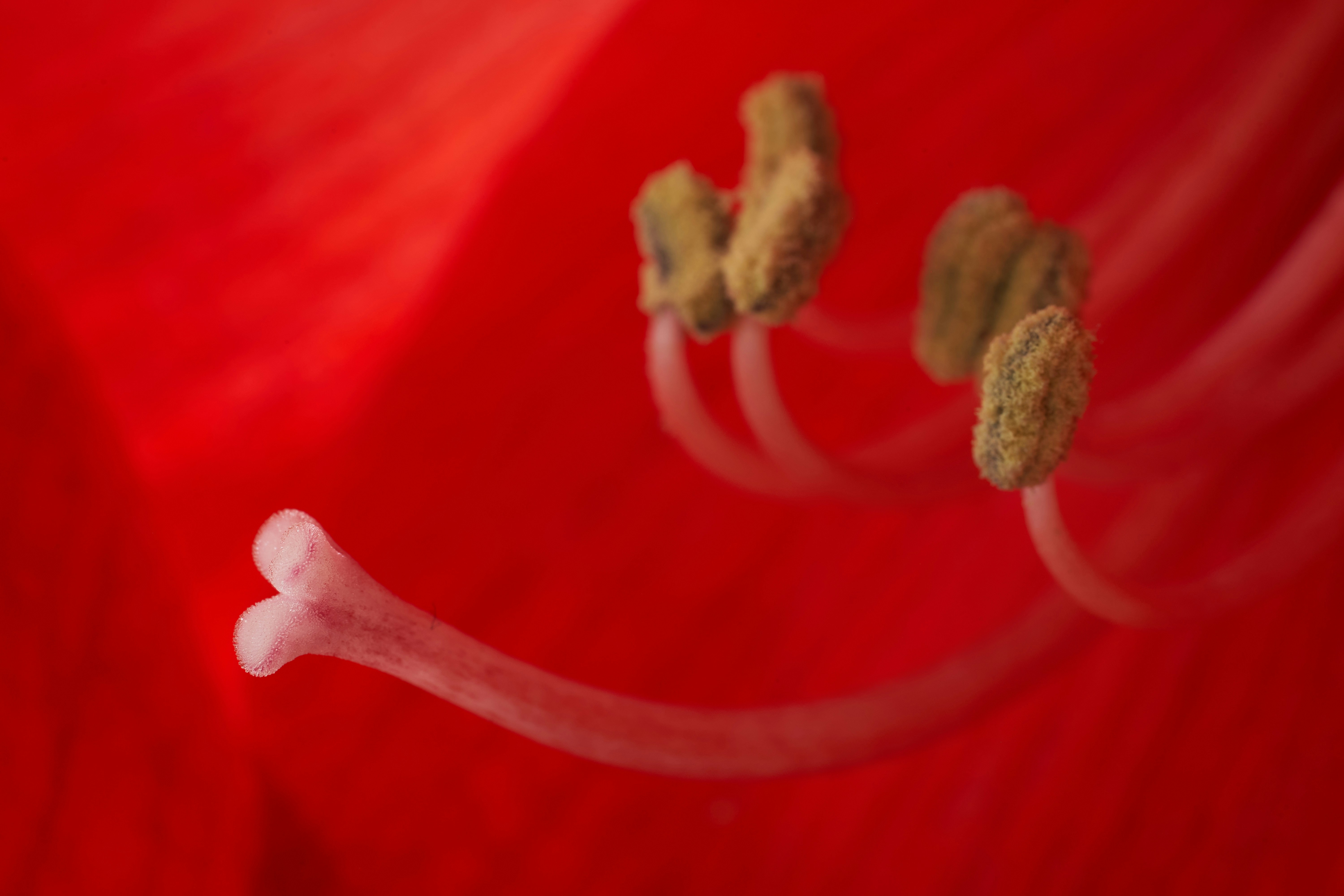 Crimson Curve: Macro Portrait of a Petal's Central Stigma