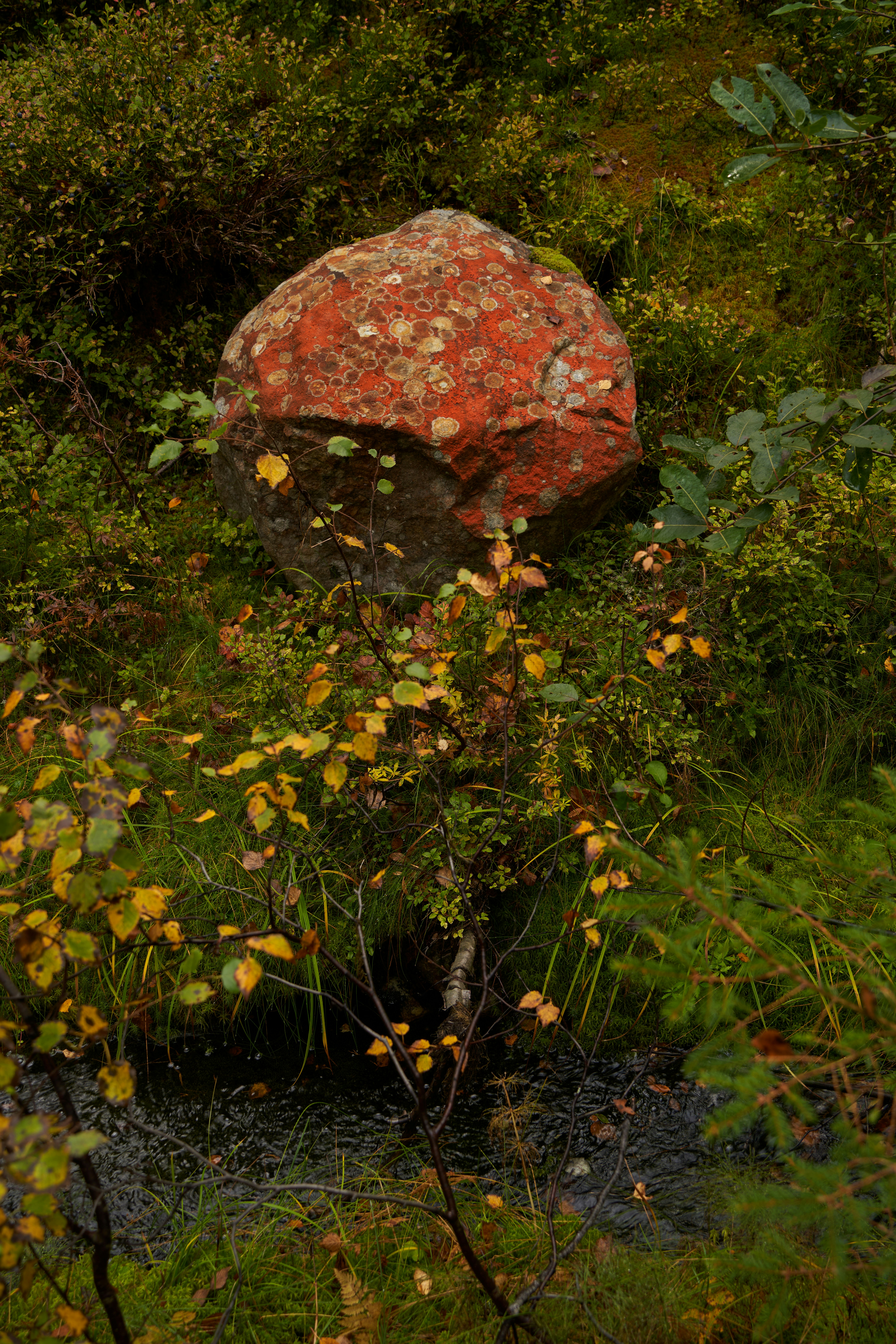 Crimson Boulder Crowned with Moss by a Whispering Brook