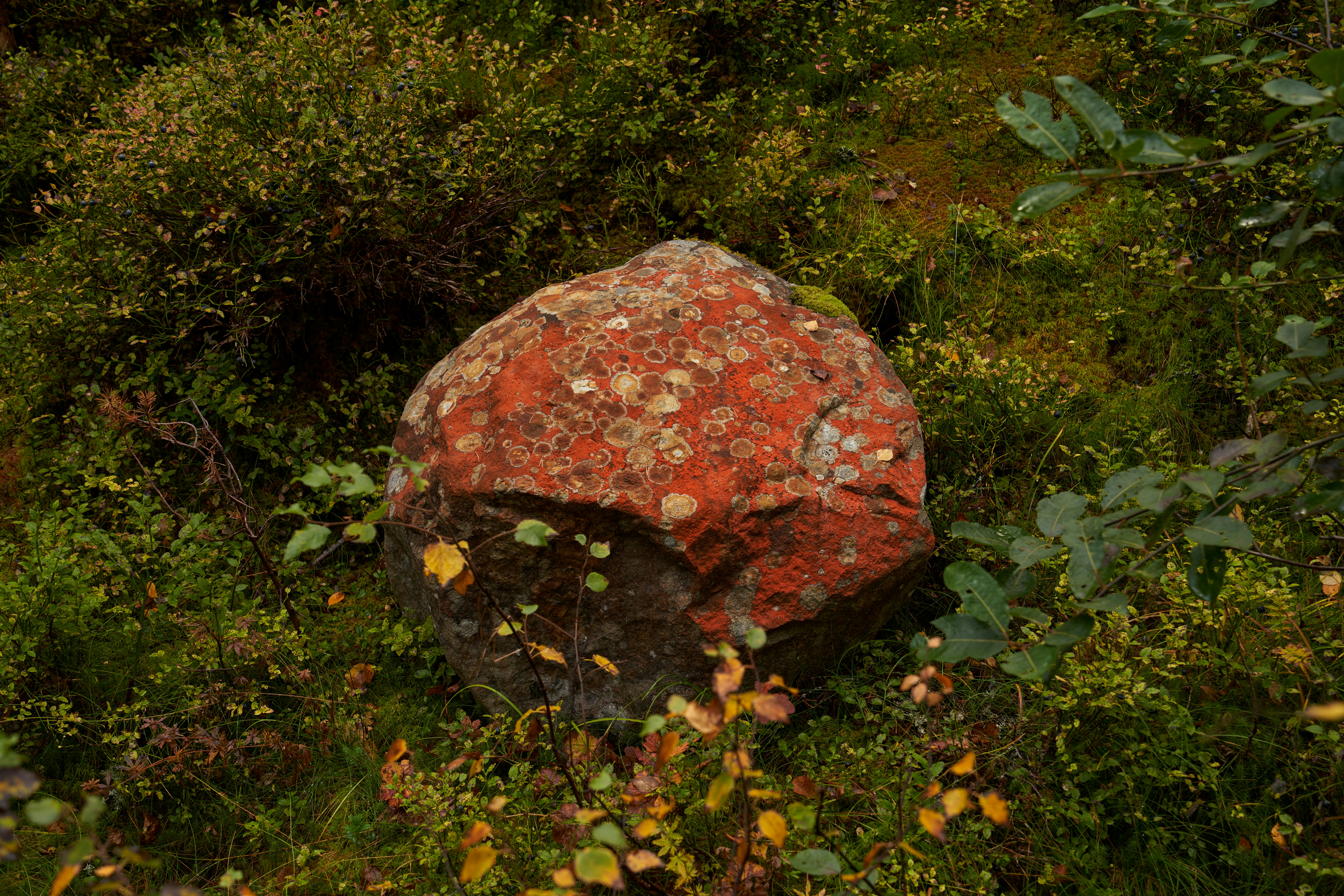 A large, vividly patterned rock covered in lichen sits amidst lush greenery in a forest. Its striking colors contrast beautifully with the surrounding foliage.