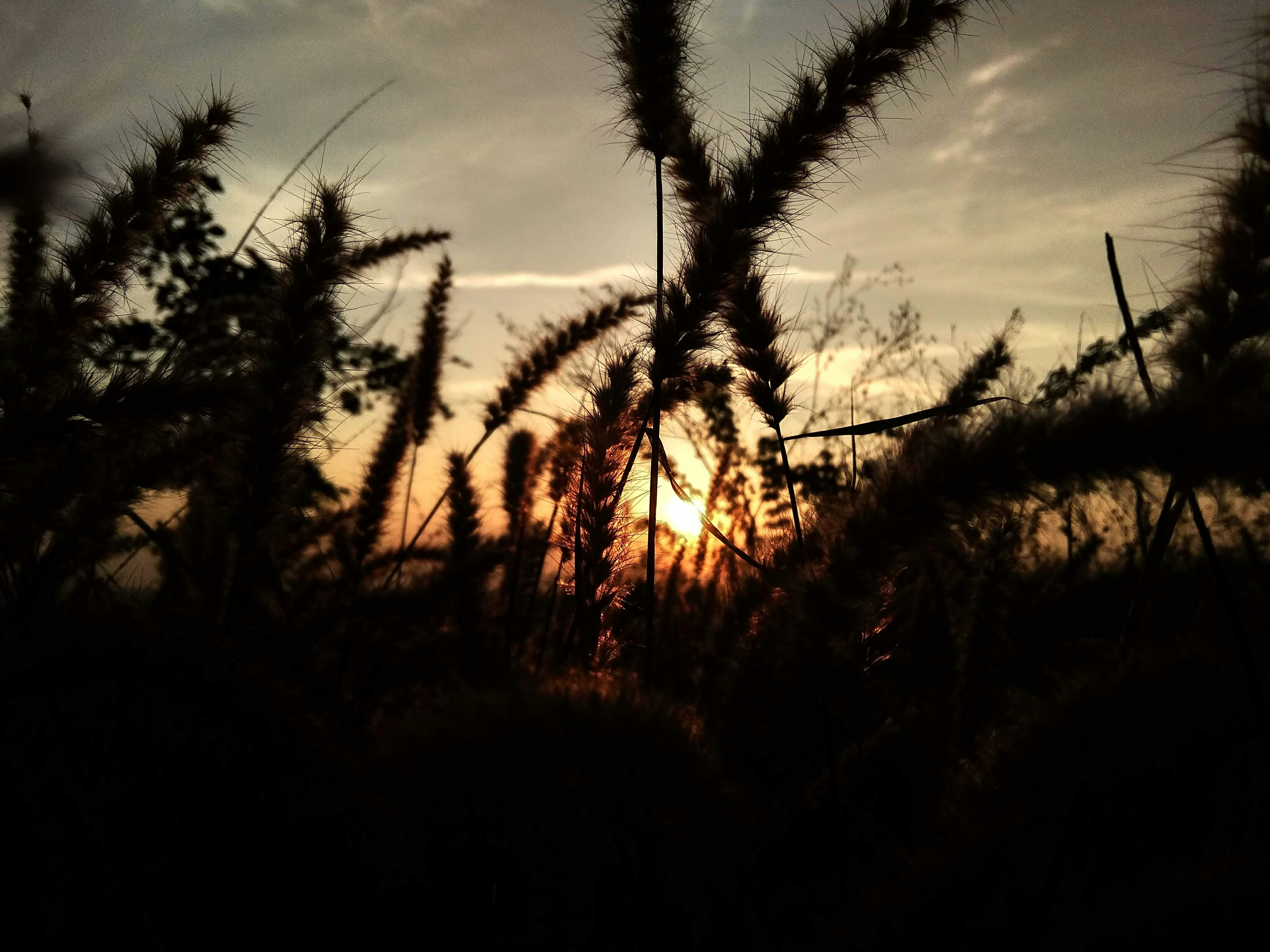 Golden sunlight filters through tall grasses at sunset, creating a serene silhouette effect. The scene captures the tranquil transition from day to night.