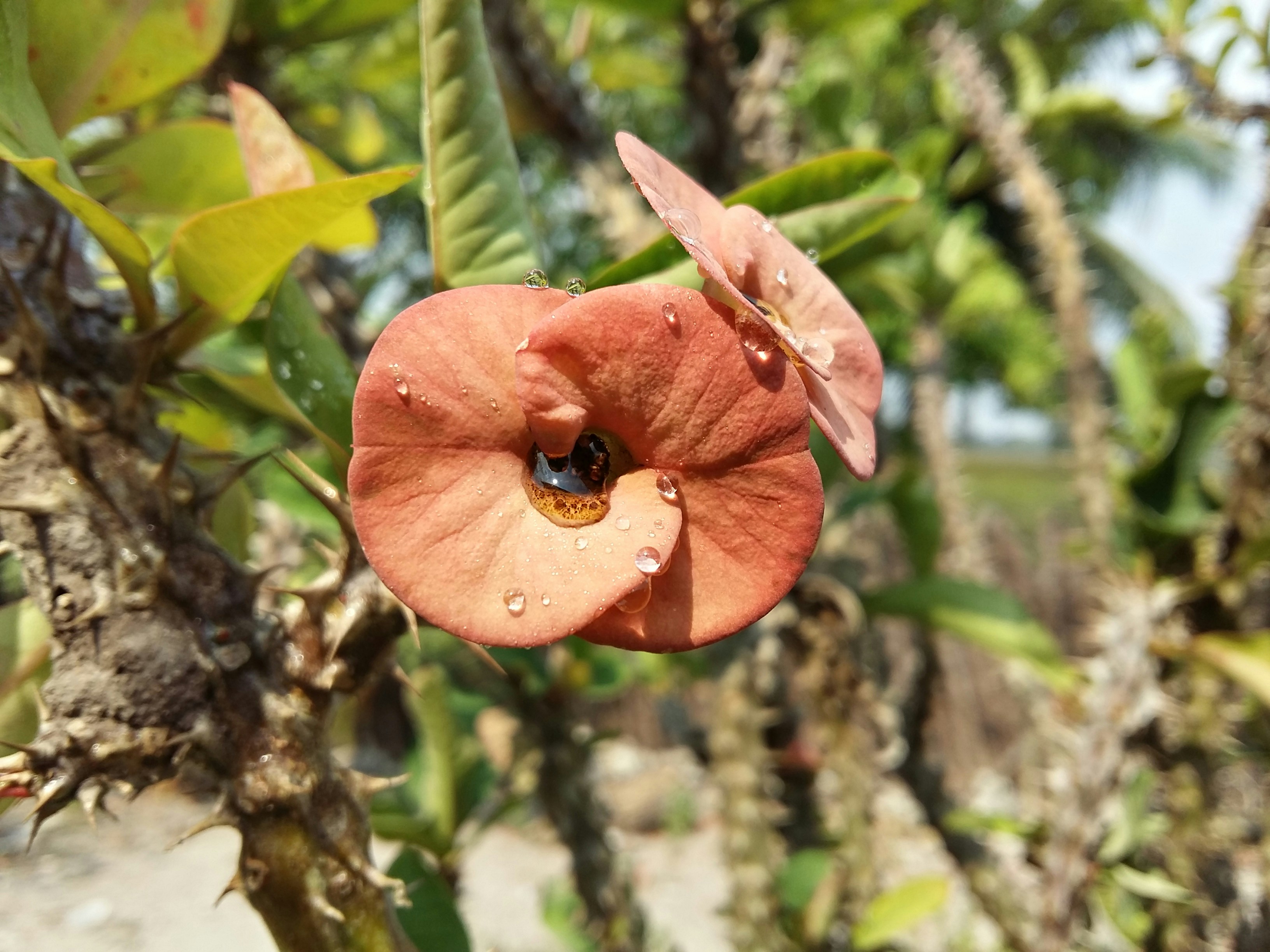 Rosy Bloom with Dew: A Close-Up of a Sunlit Flower