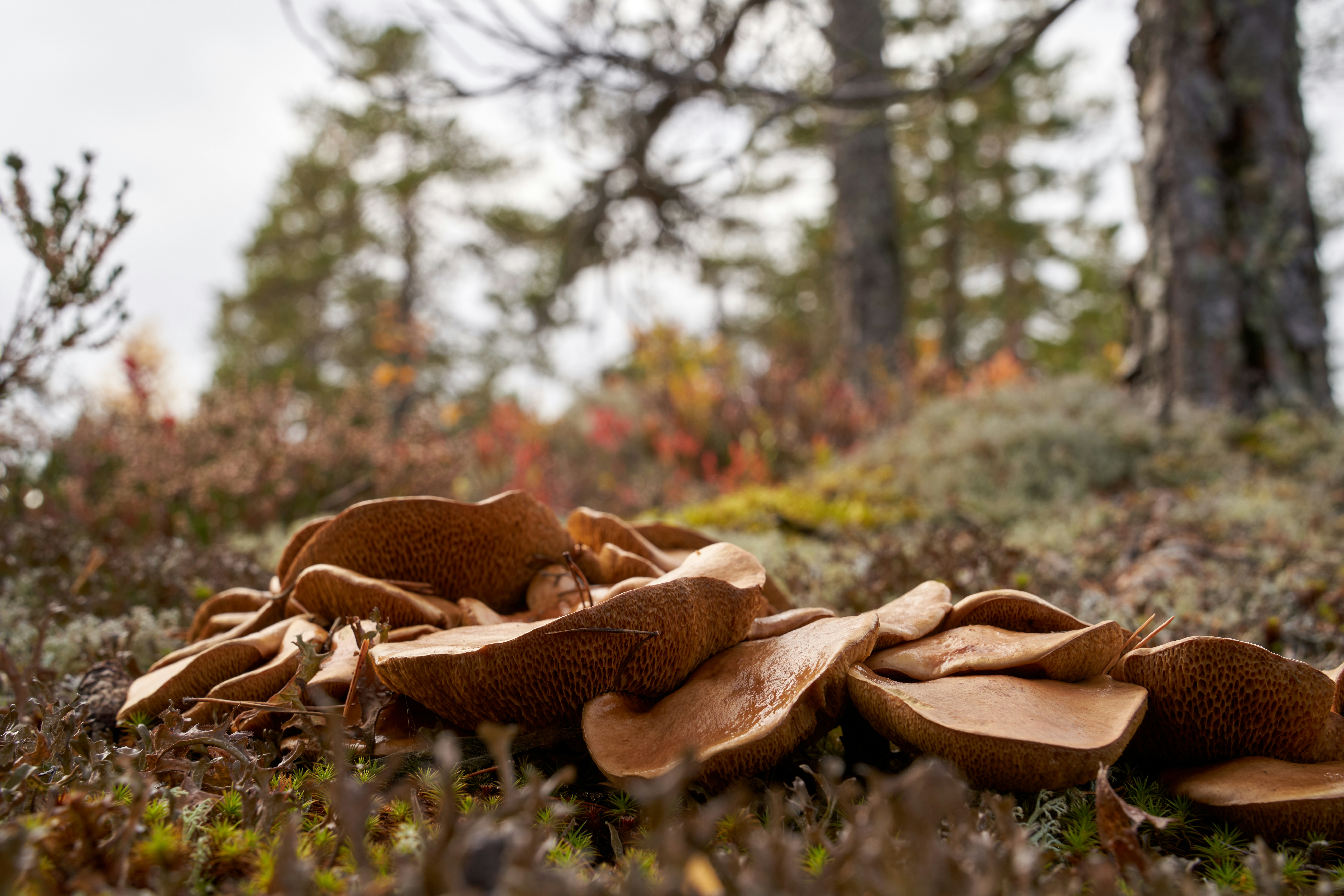 Autumn Fungi: A Low Bed of Bronzed Shelf Molds
