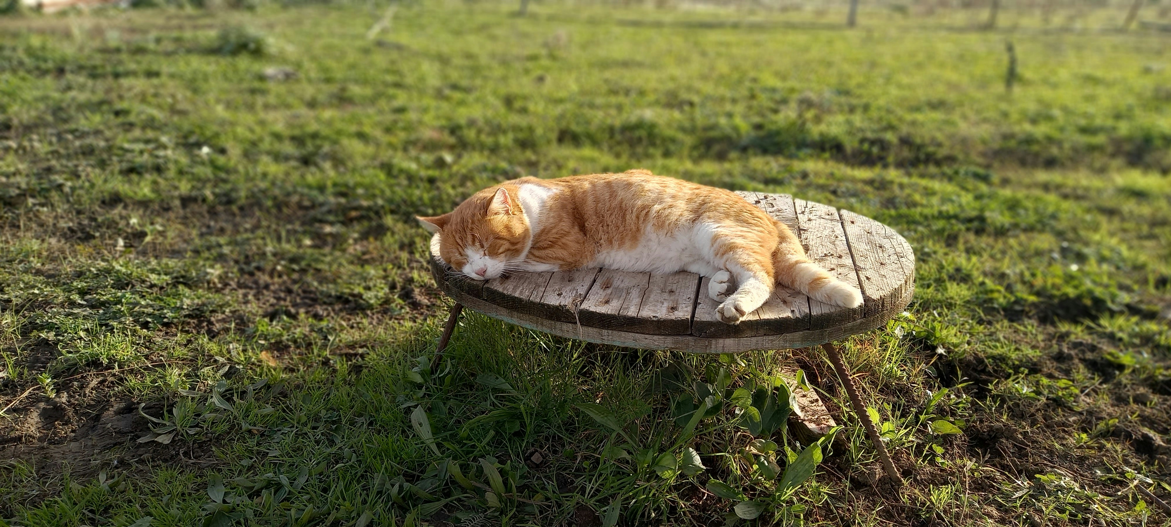 orange cat sleep on a round stool in a green farm.