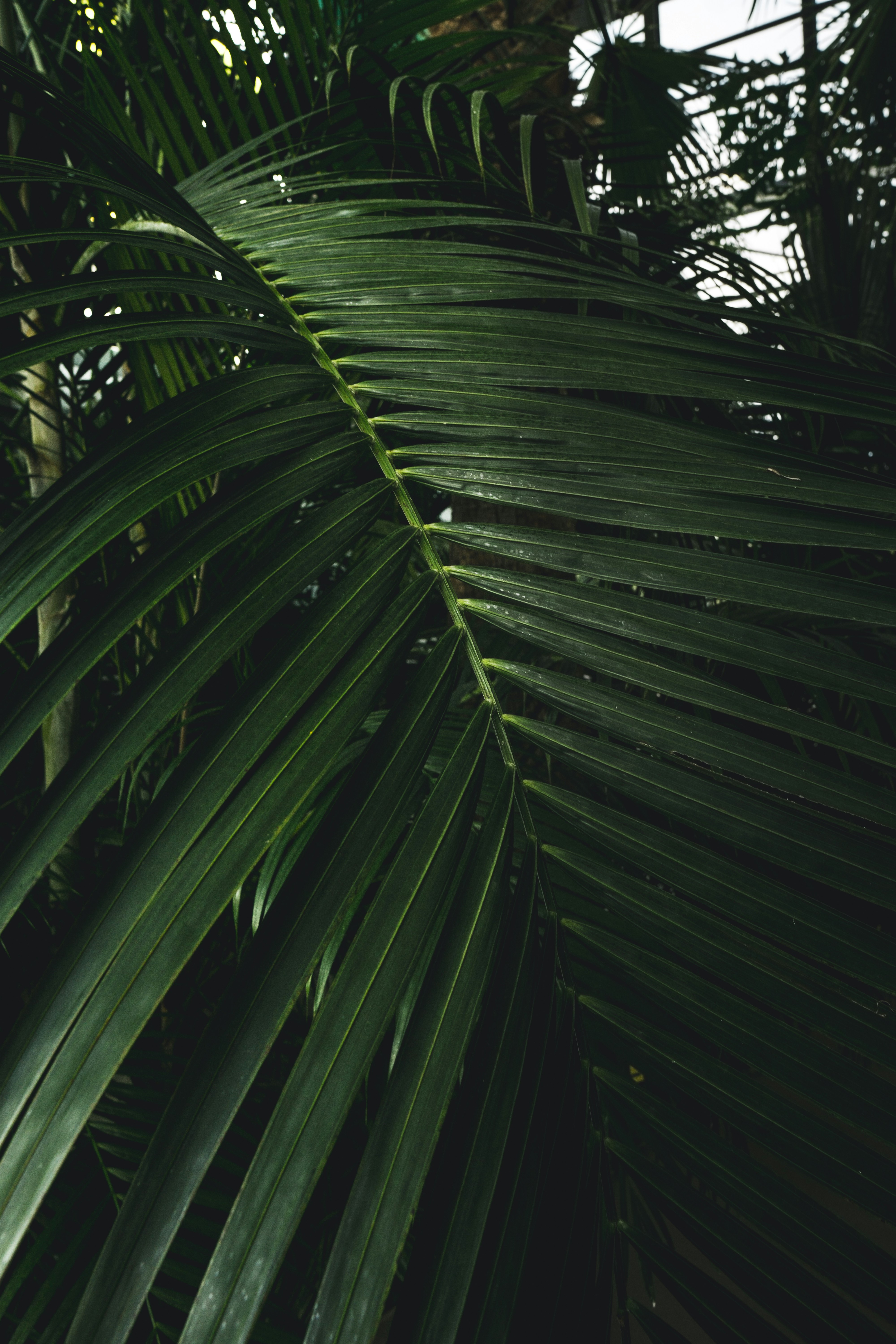 Photo by Andrei R. Popescu with Sony Alpha 6000