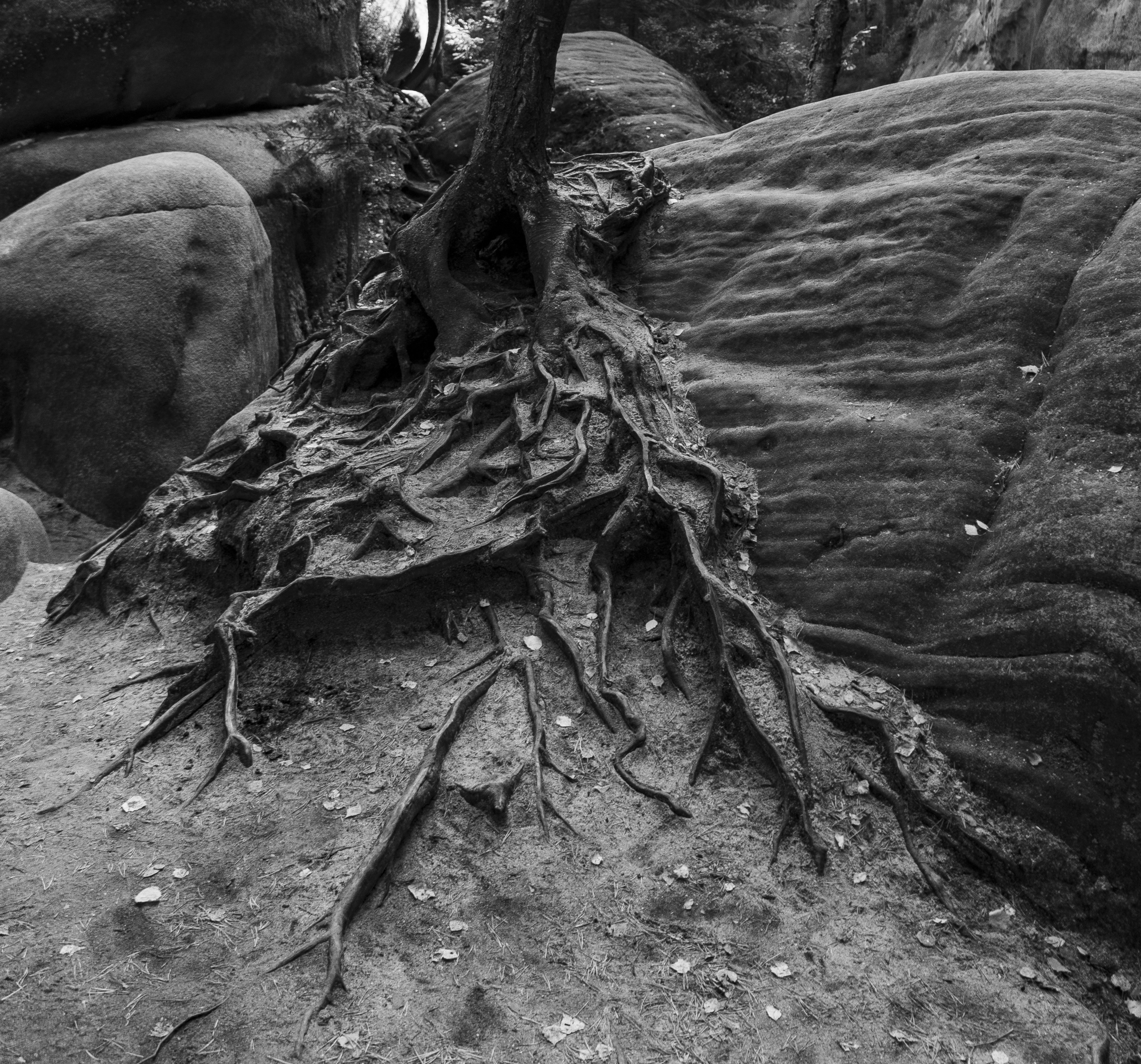 A tree with roots photo – Free Monochrome Image on Unsplash