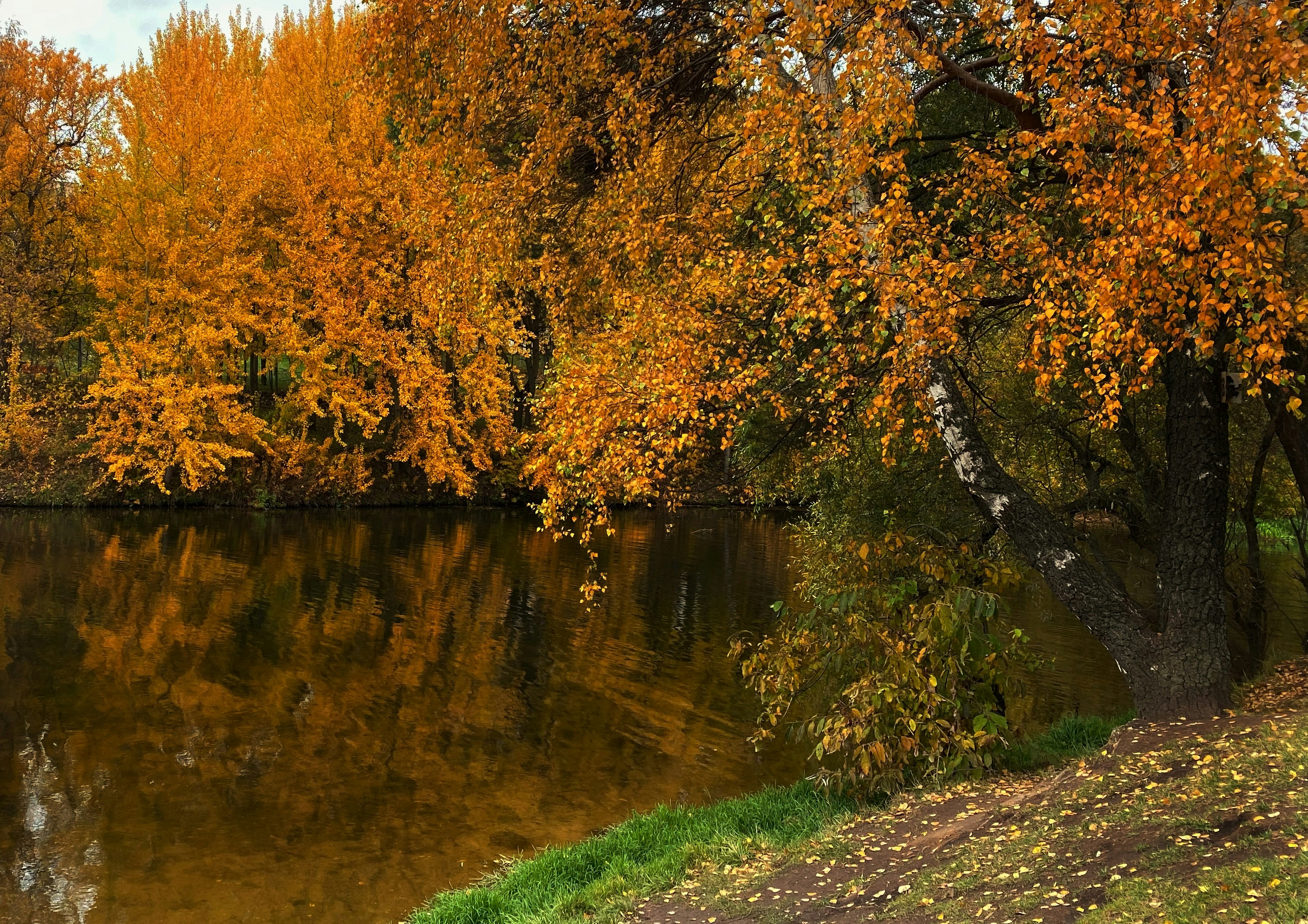 Vibrant autumn foliage reflects in a tranquil river, capturing the essence of seasonal change. A serene riverside scene showcases the rich hues of fall.