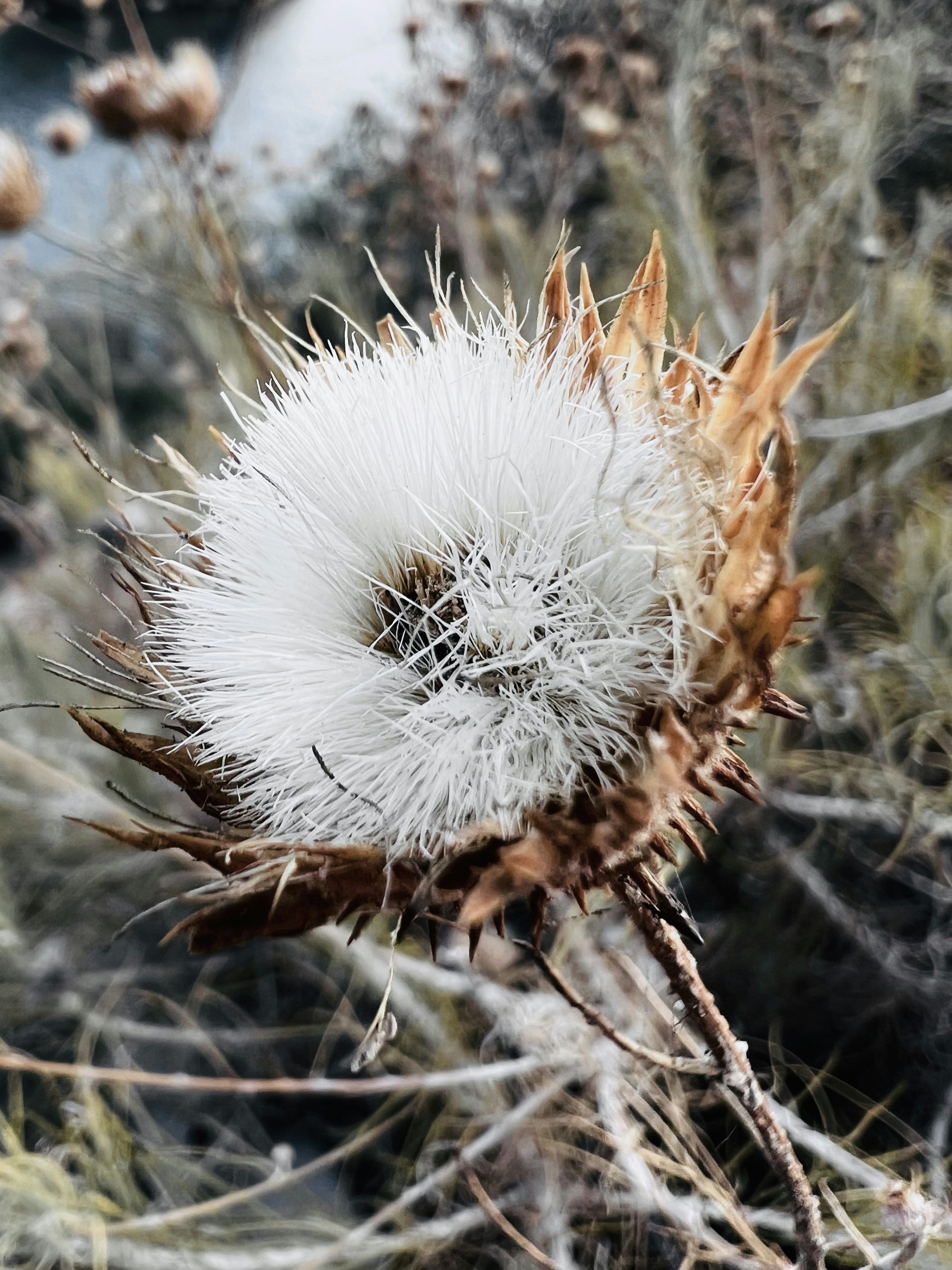 Puffball on a Thorn: A Close-Up of a Seed Head