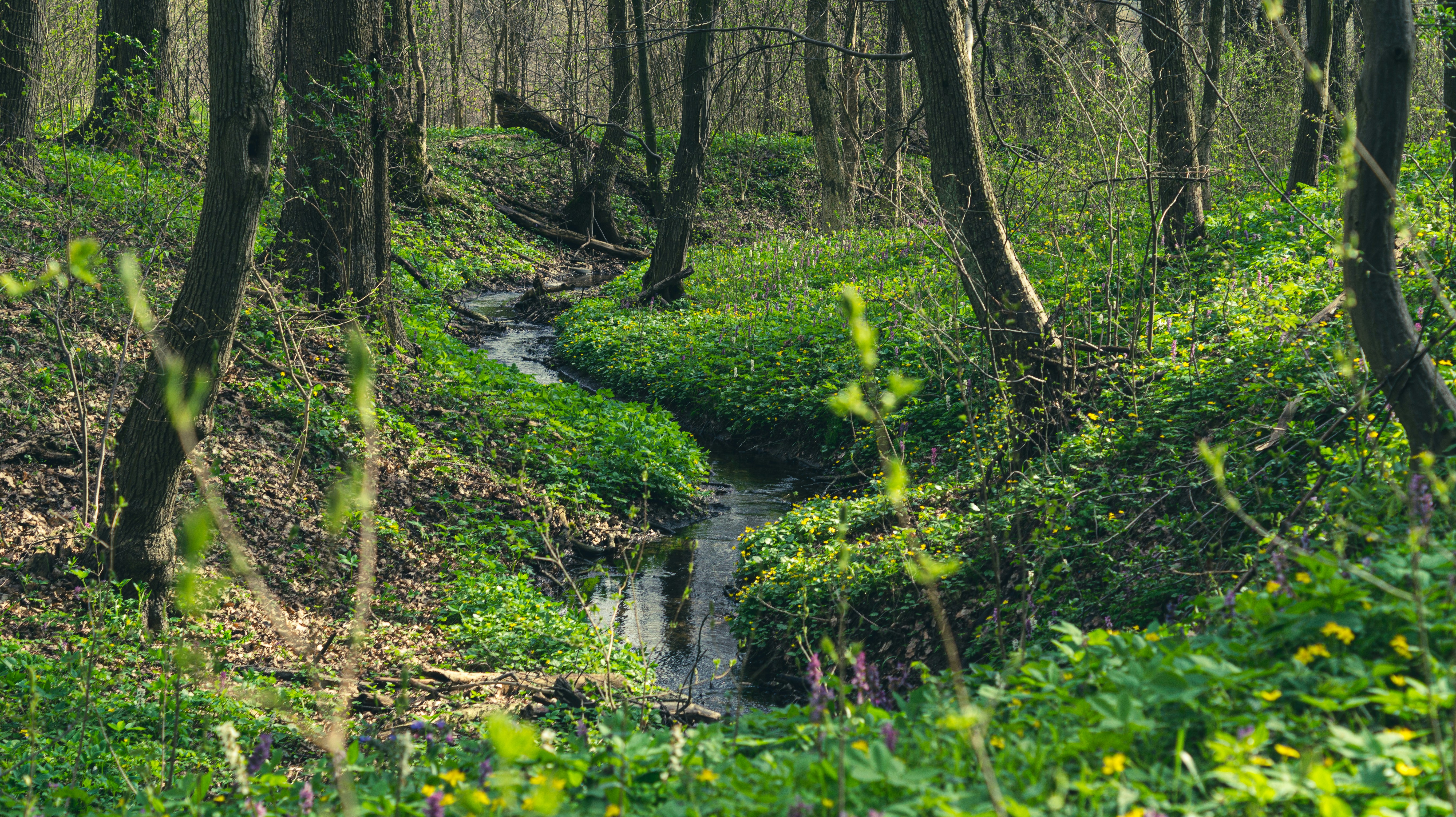 Bilder zum Thema Bach Im Wald | Kostenlose Bilder auf Unsplash ...
