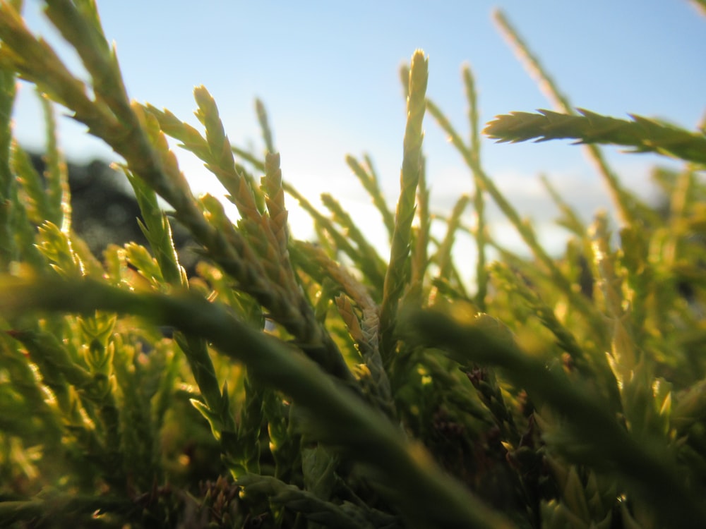 Gros plan d’une plante photo – Photo Plante Gratuite sur Unsplash Gros plan d’une plante photo – Photo Plante Gratuite sur Unsplash