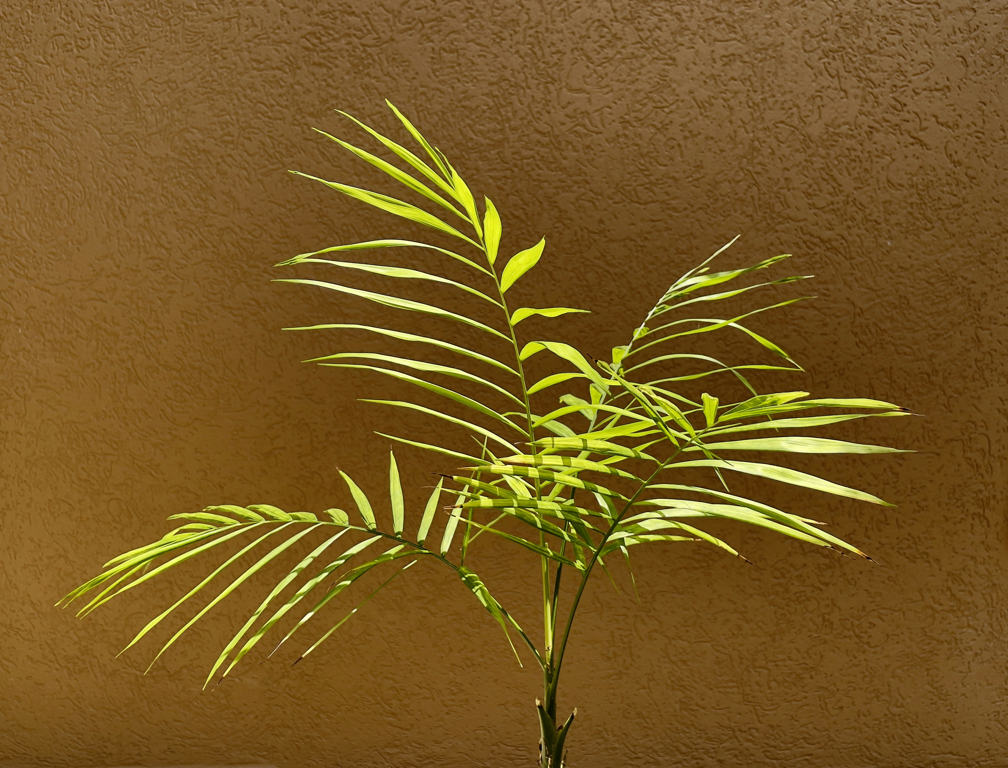 Sunlit Palm Fronds on a Terracotta Wall