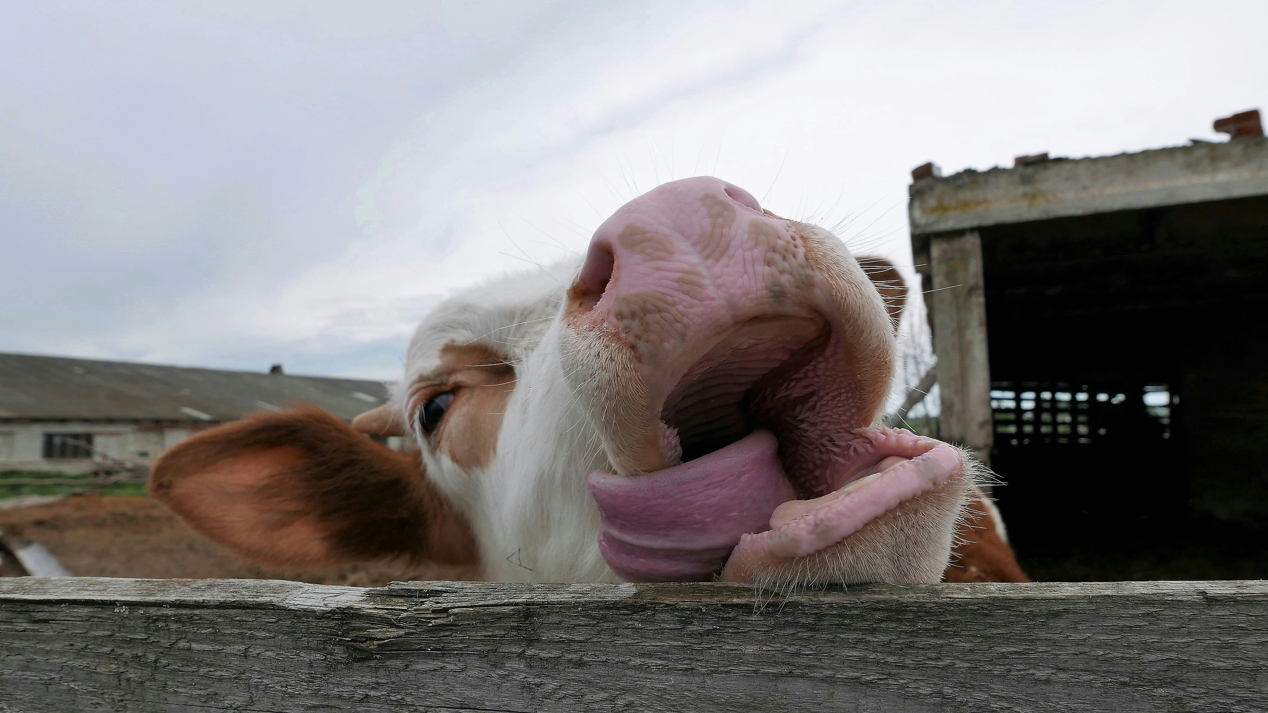 Close-up of a cow's muzzle and extended tongue over a weathered wooden fence in a farmyard.