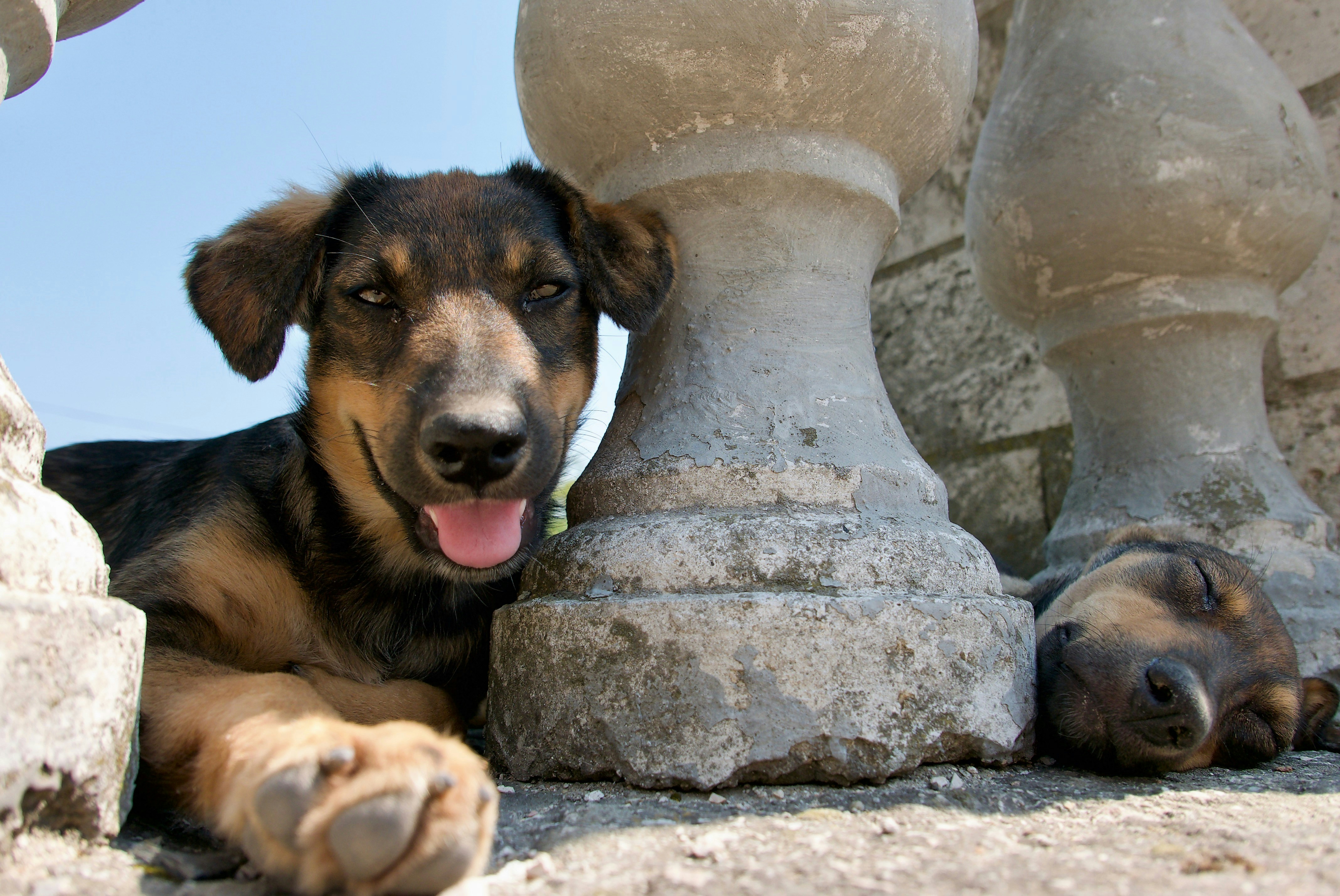 Two dogs lounge by weathered balusters on a sunny day, one awake with a curious gaze and the other resting against the stone railing.