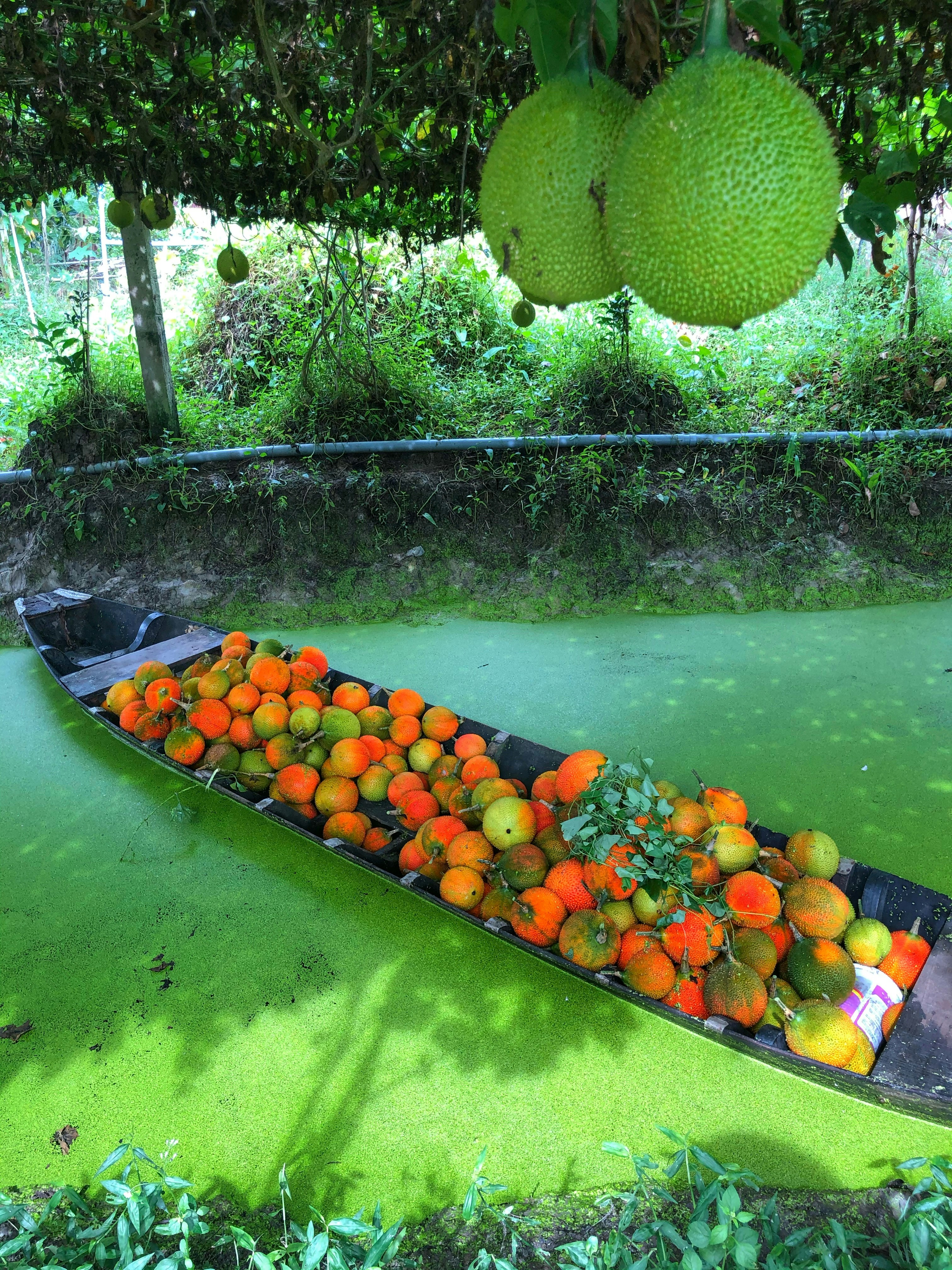 Orange Bounty Afloat on a Mossy Green Canal