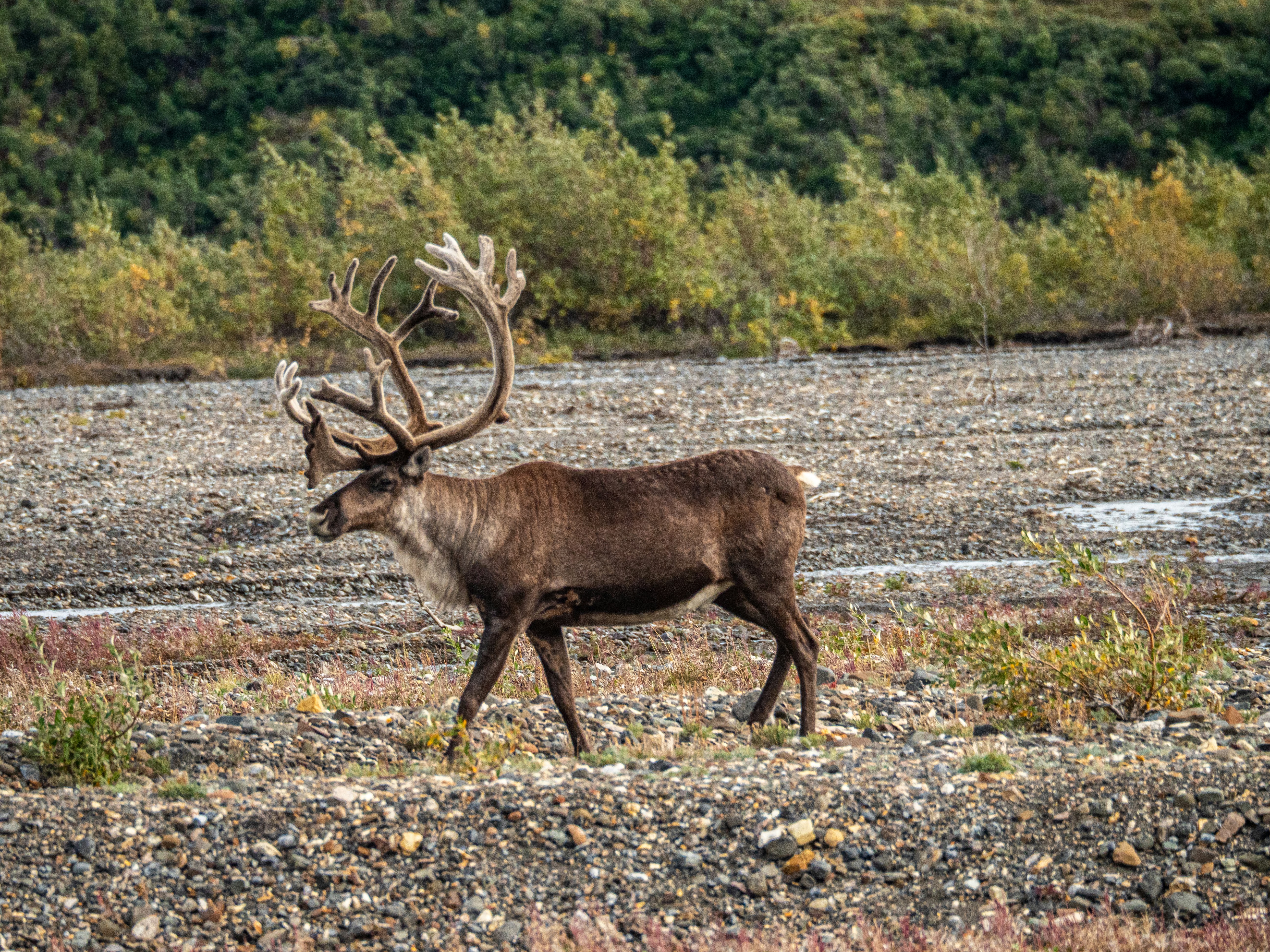 A moose walking on a rocky area photo – Free Wildlife Image on Unsplash