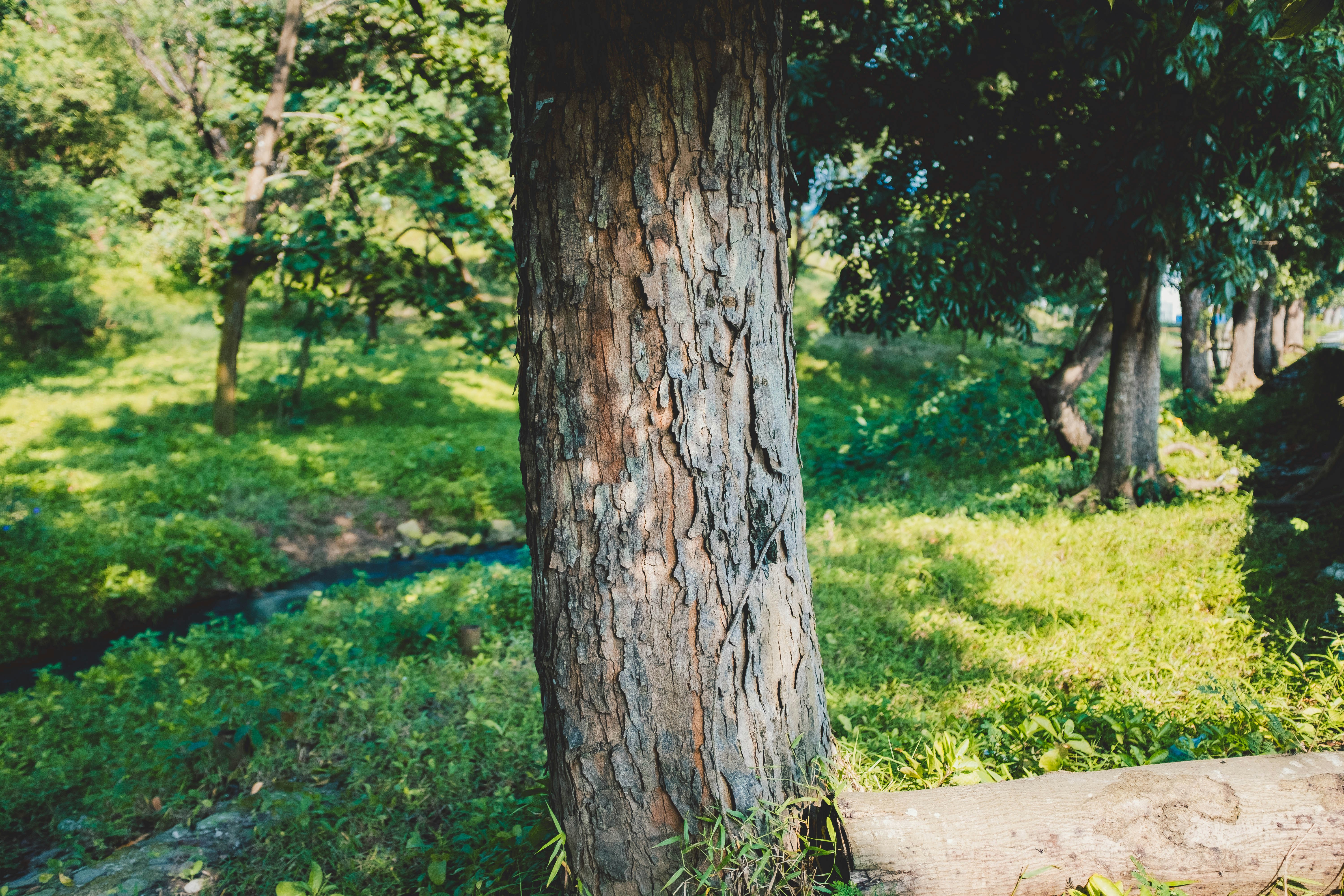 a tree trunk with a hole in it